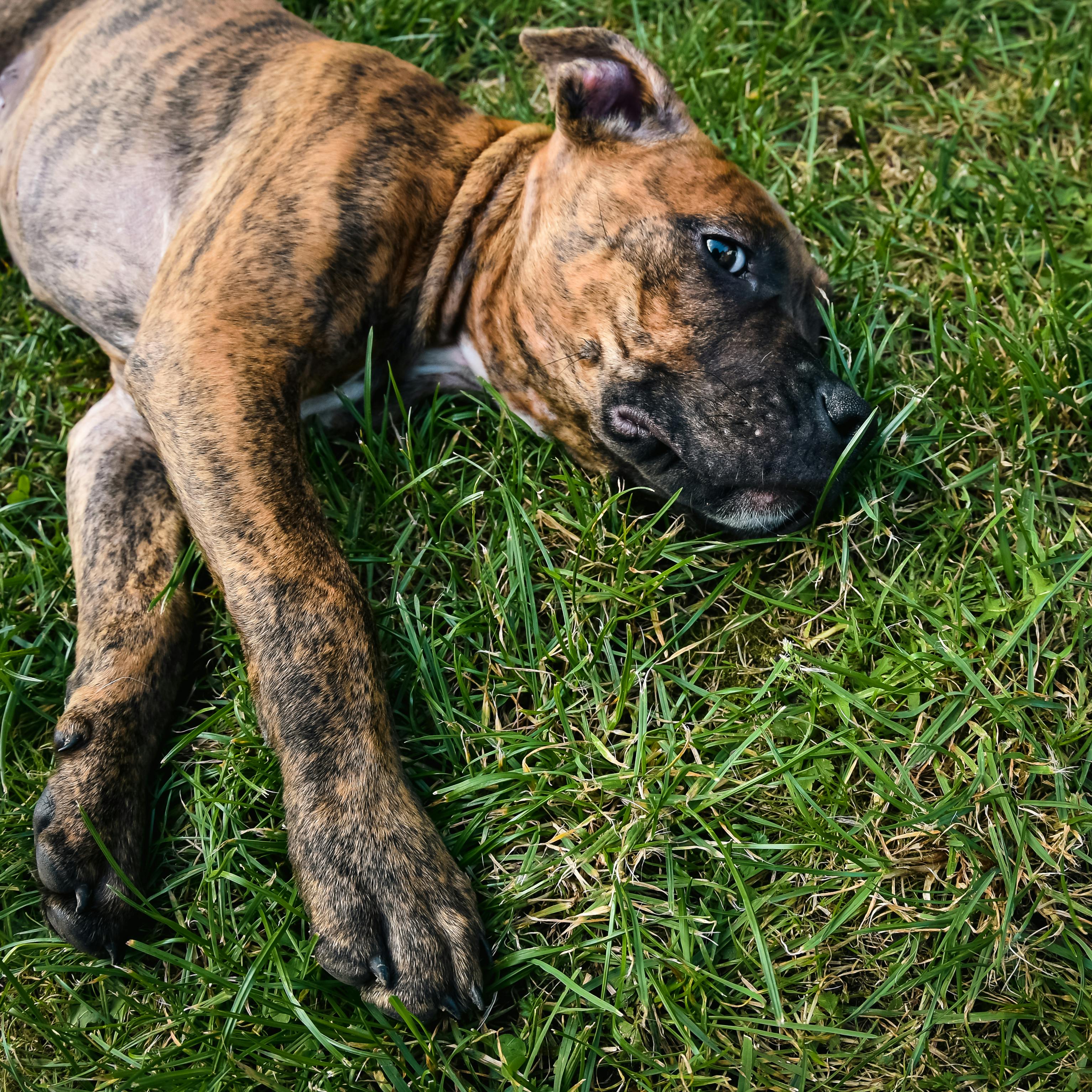 Perro Photos, Download The BEST Free Perro Stock Photos & HD Images