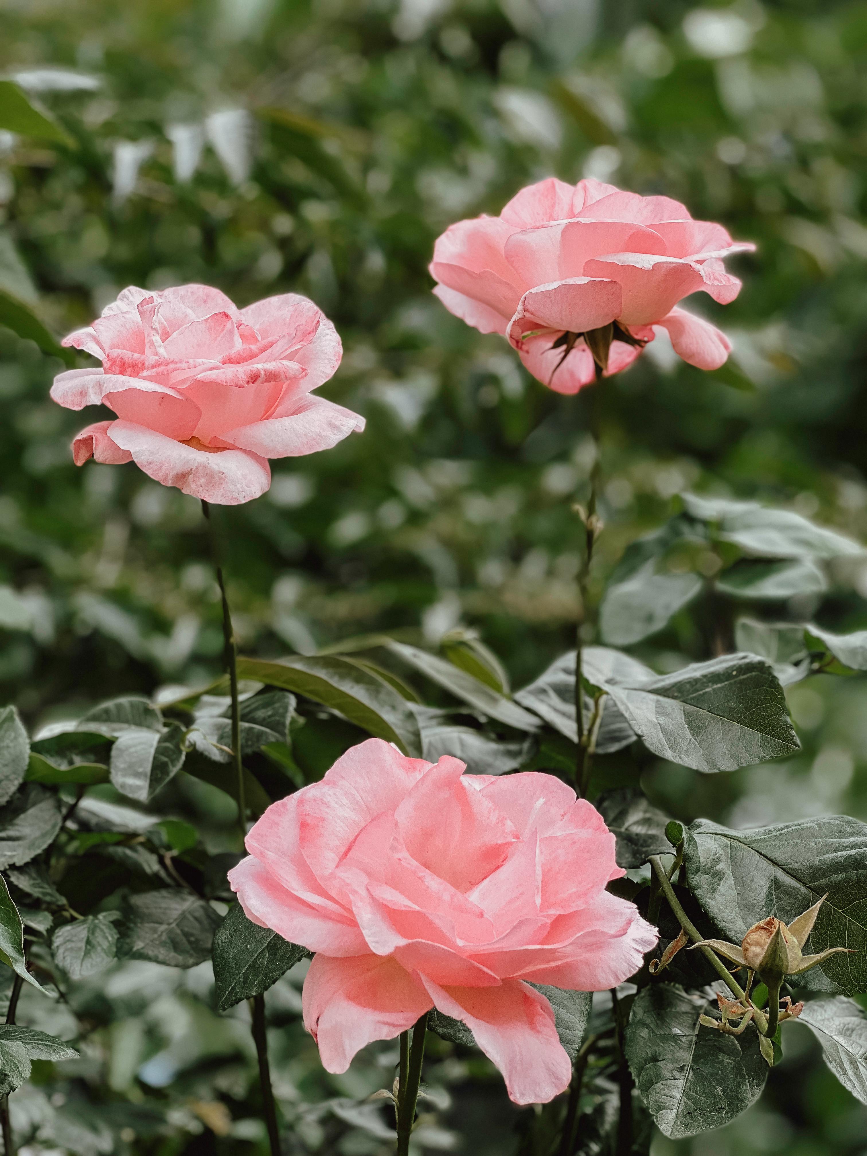 Close-Up Shot of Blooming Pink Roses · Free Stock Photo