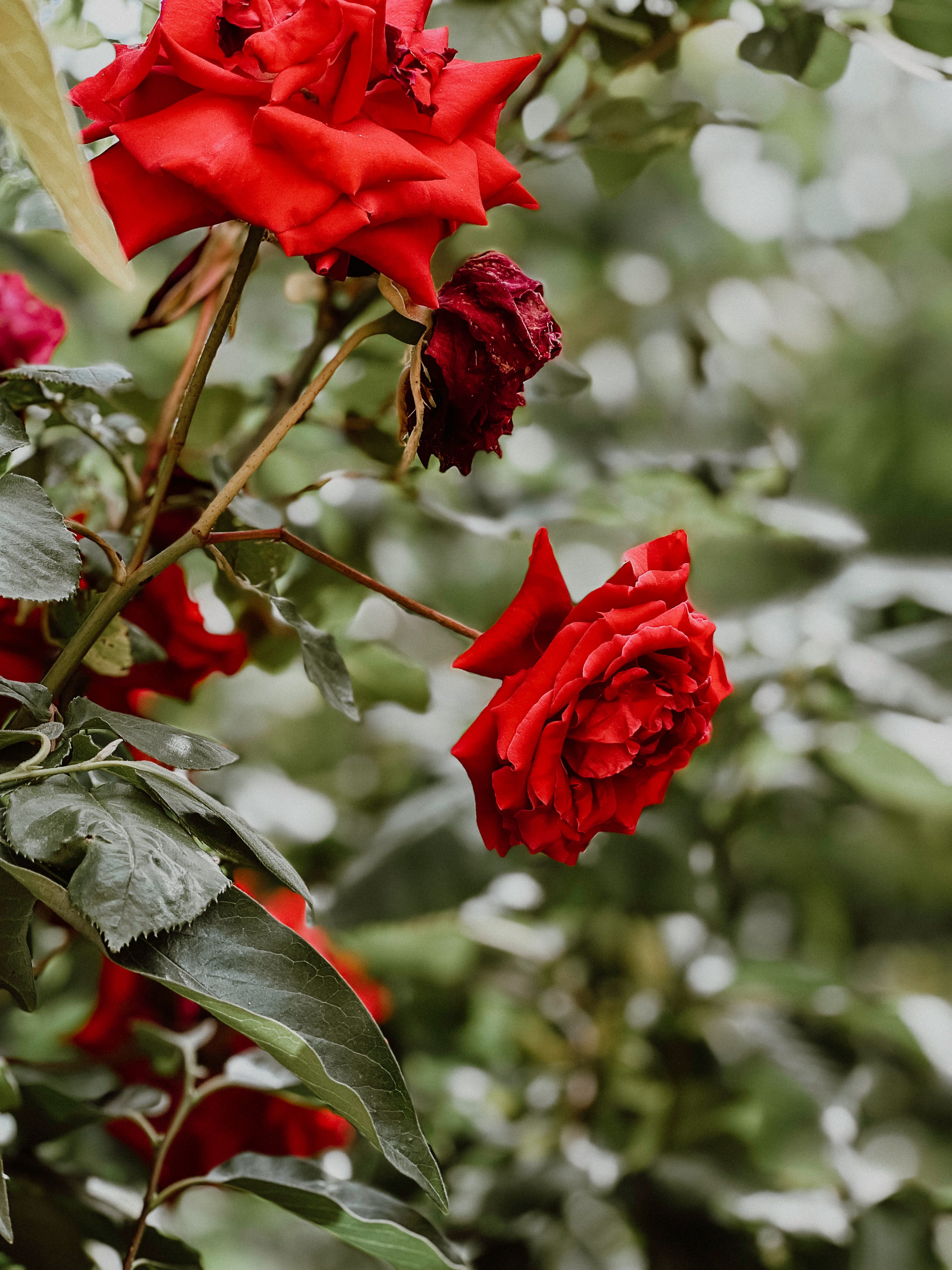 Red Roses in Bloom · Free Stock Photo
