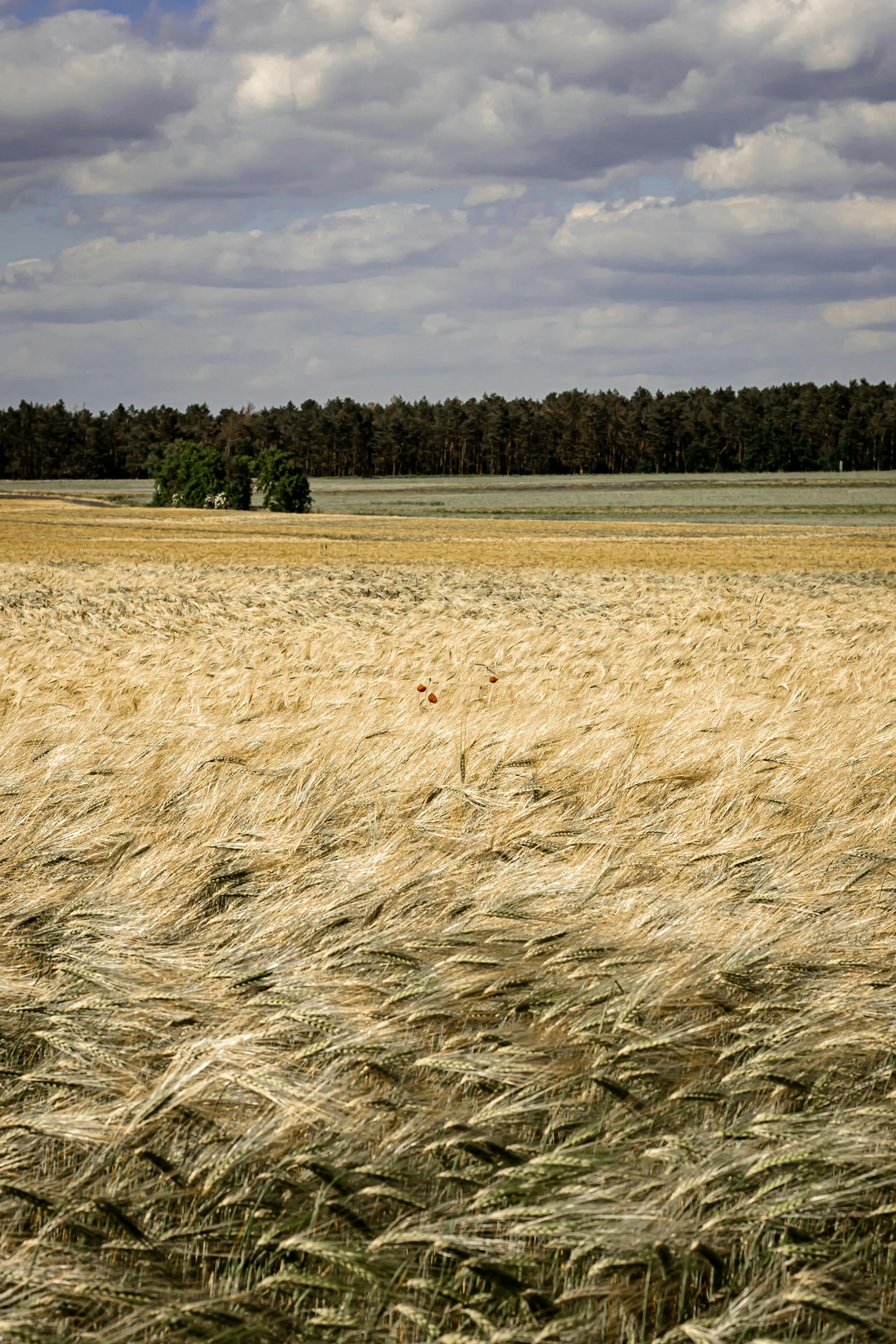 Sunset & field of grain · Free Stock Photo