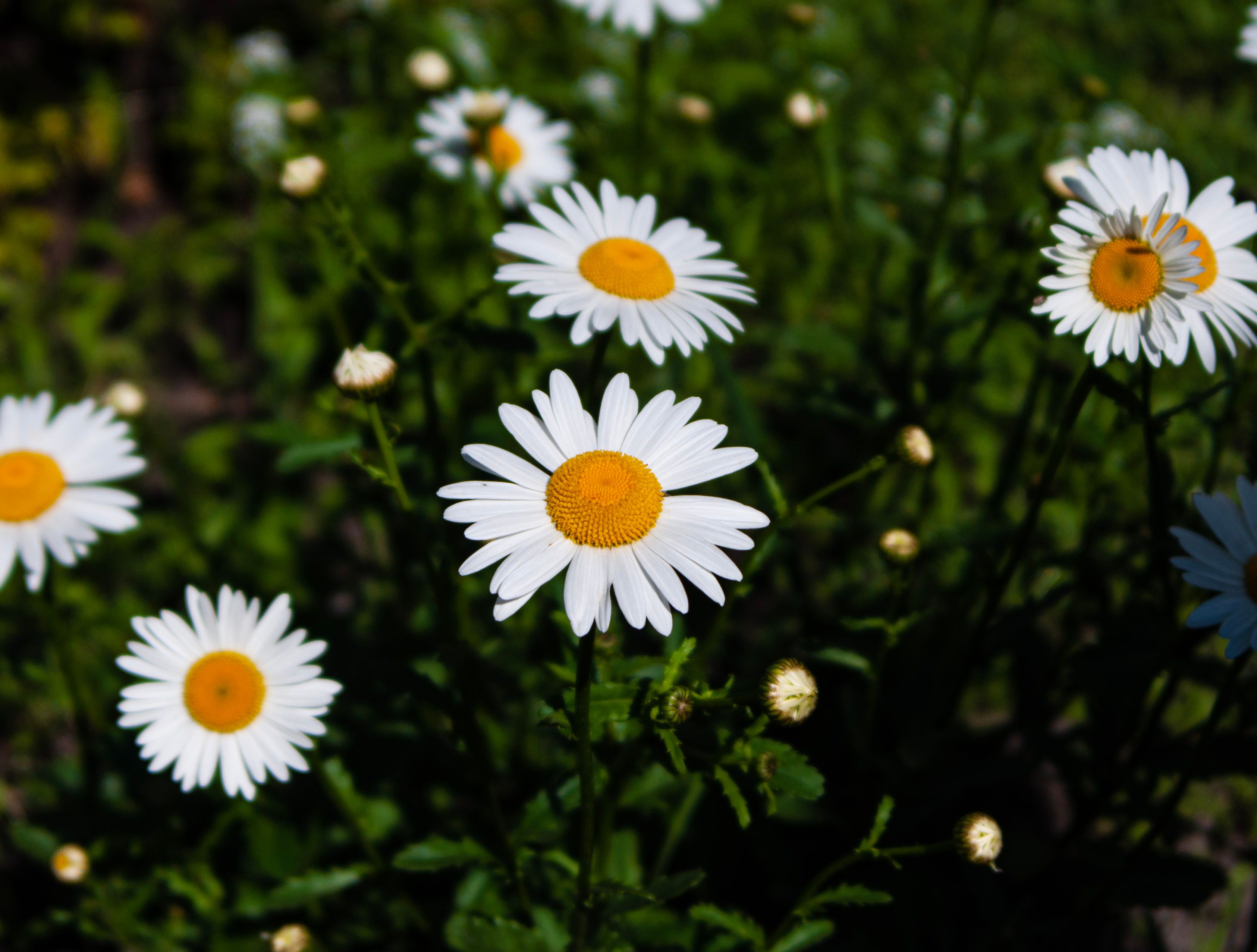 Lone Daisy in Dark · Free Stock Photo