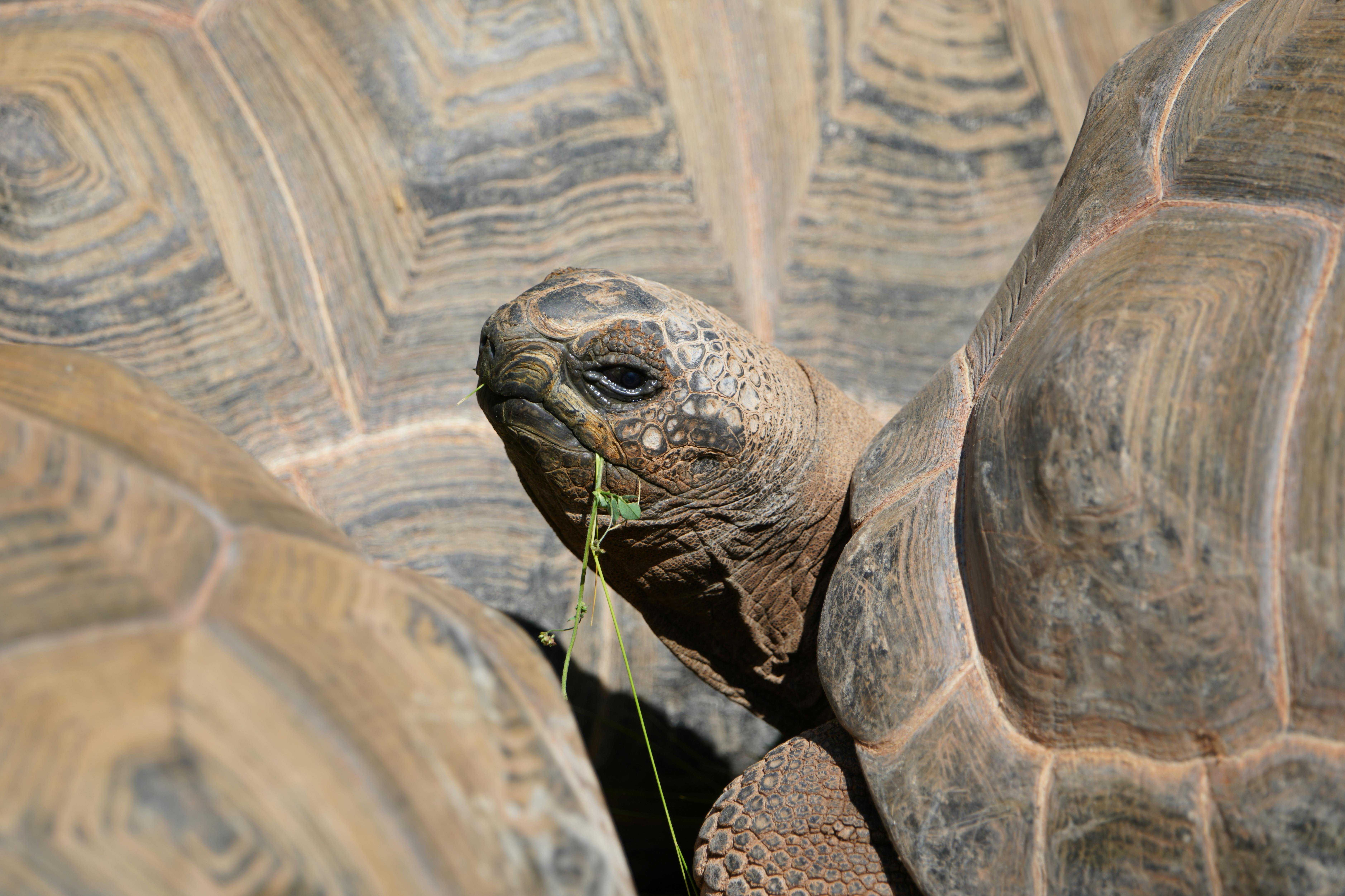 Close-up of a Tortoise · Free Stock Photo