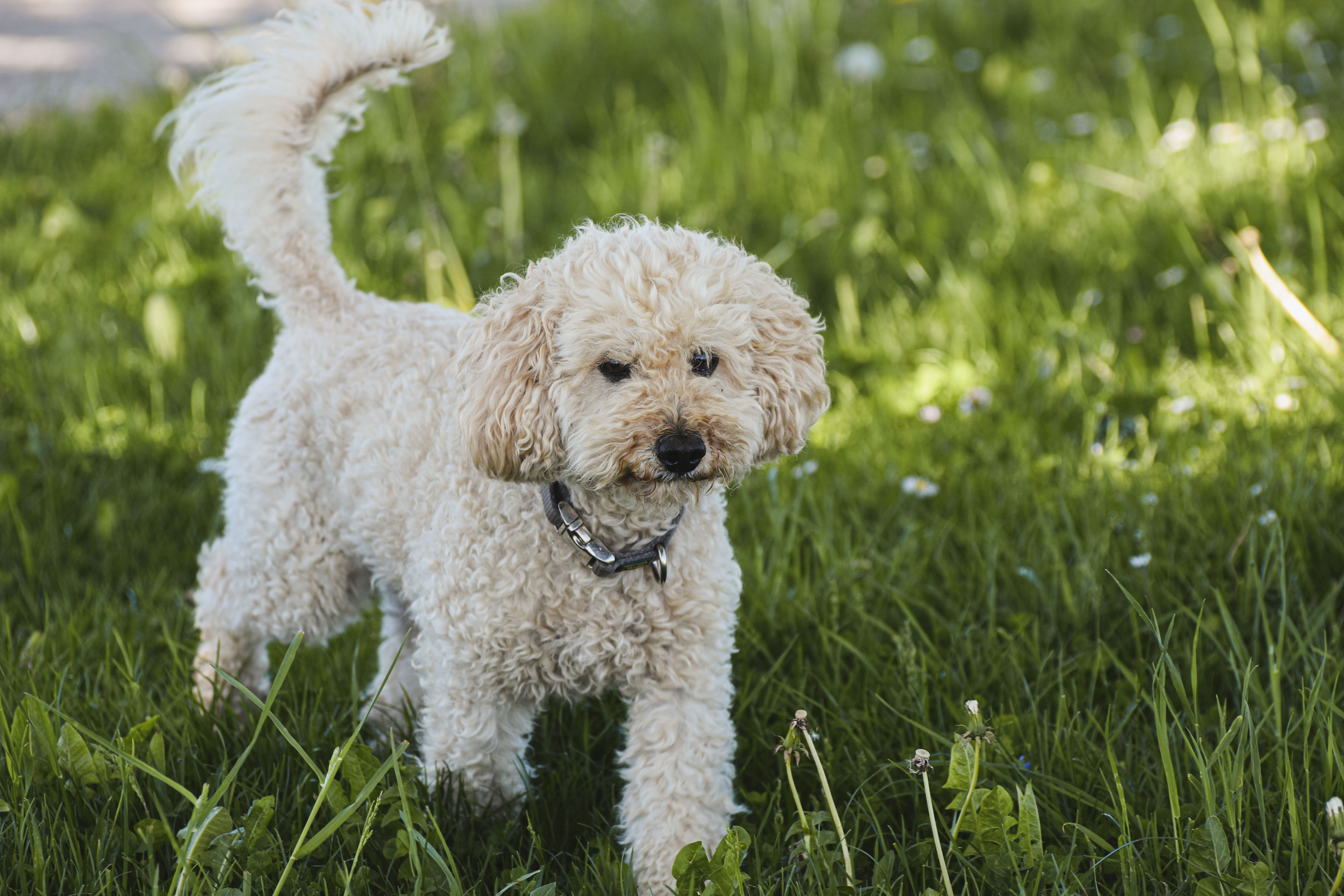 Dog Running on Grass · Free Stock Photo