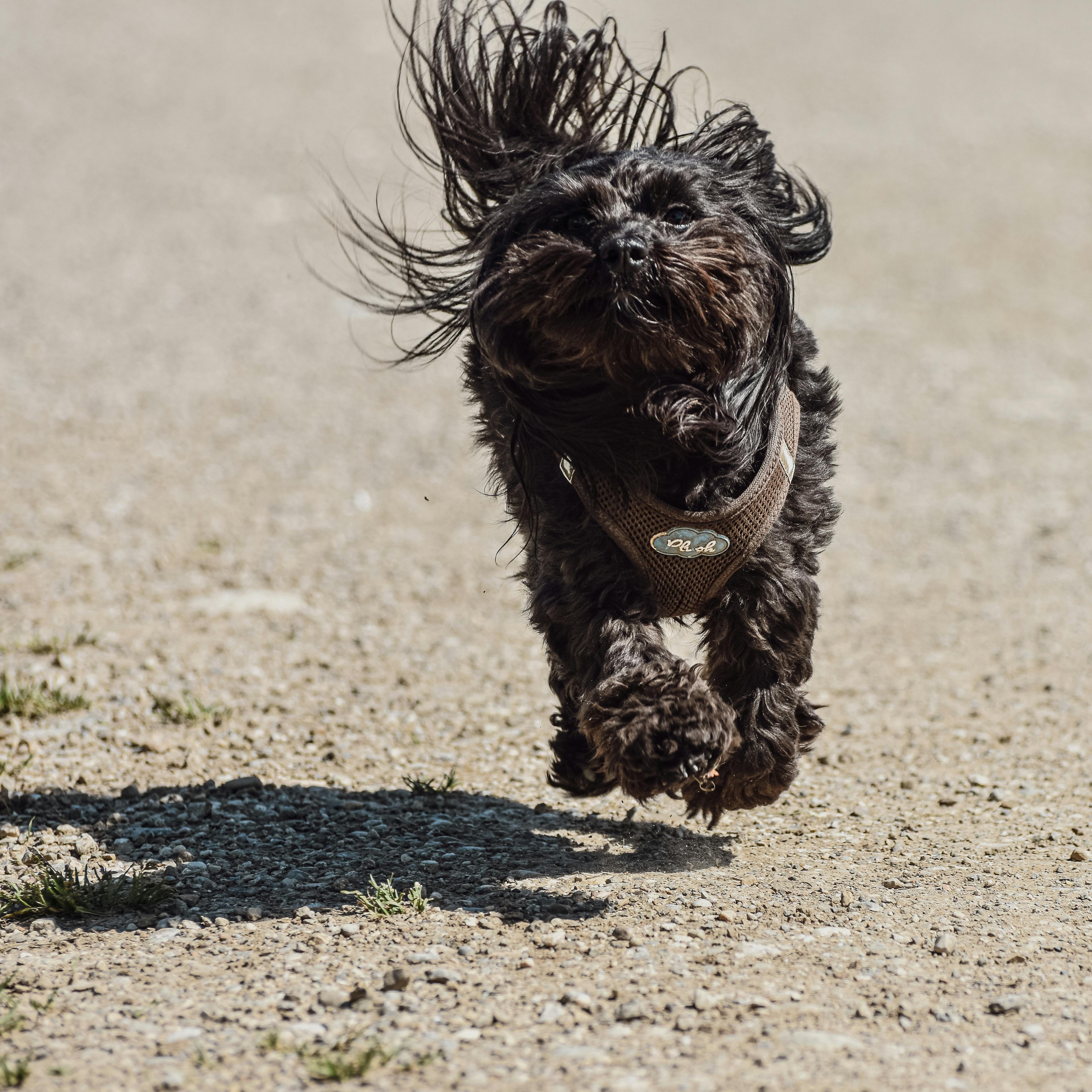 Running On The Ground Photos, Download The BEST Free Running On The ...