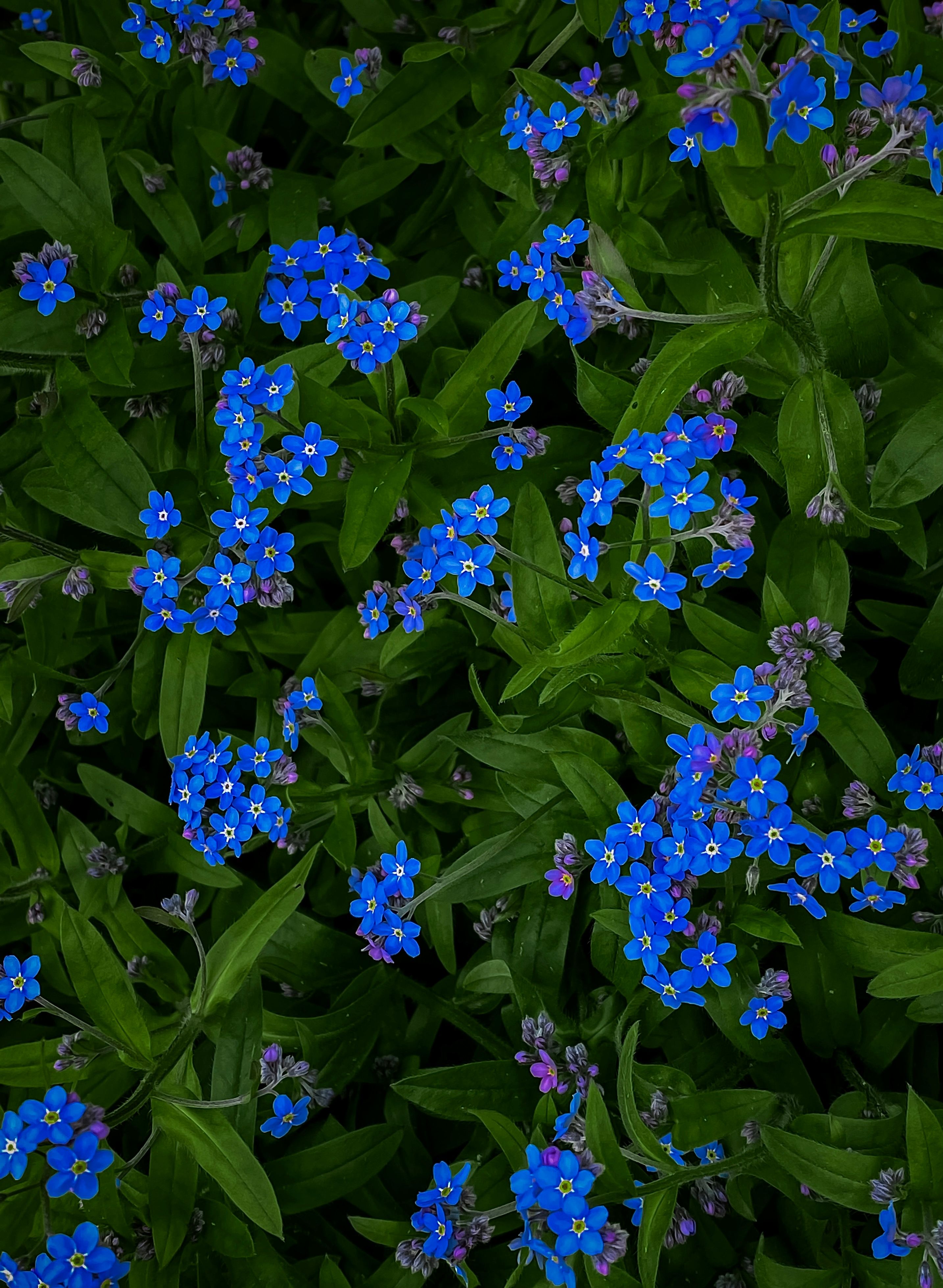 Blue Flowers in Tilt Shift Lens · Free Stock Photo