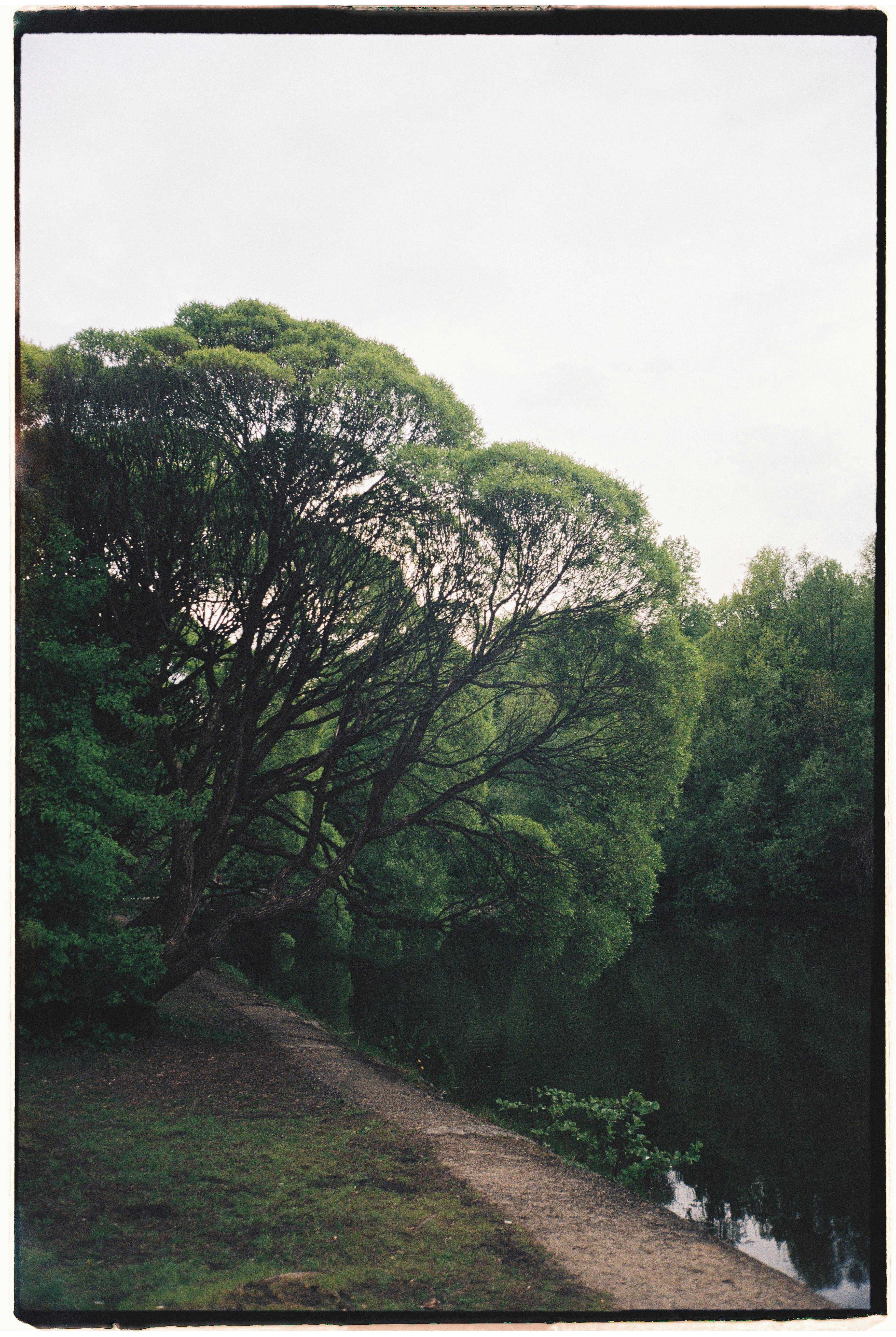 Trees around Riverbank · Free Stock Photo
