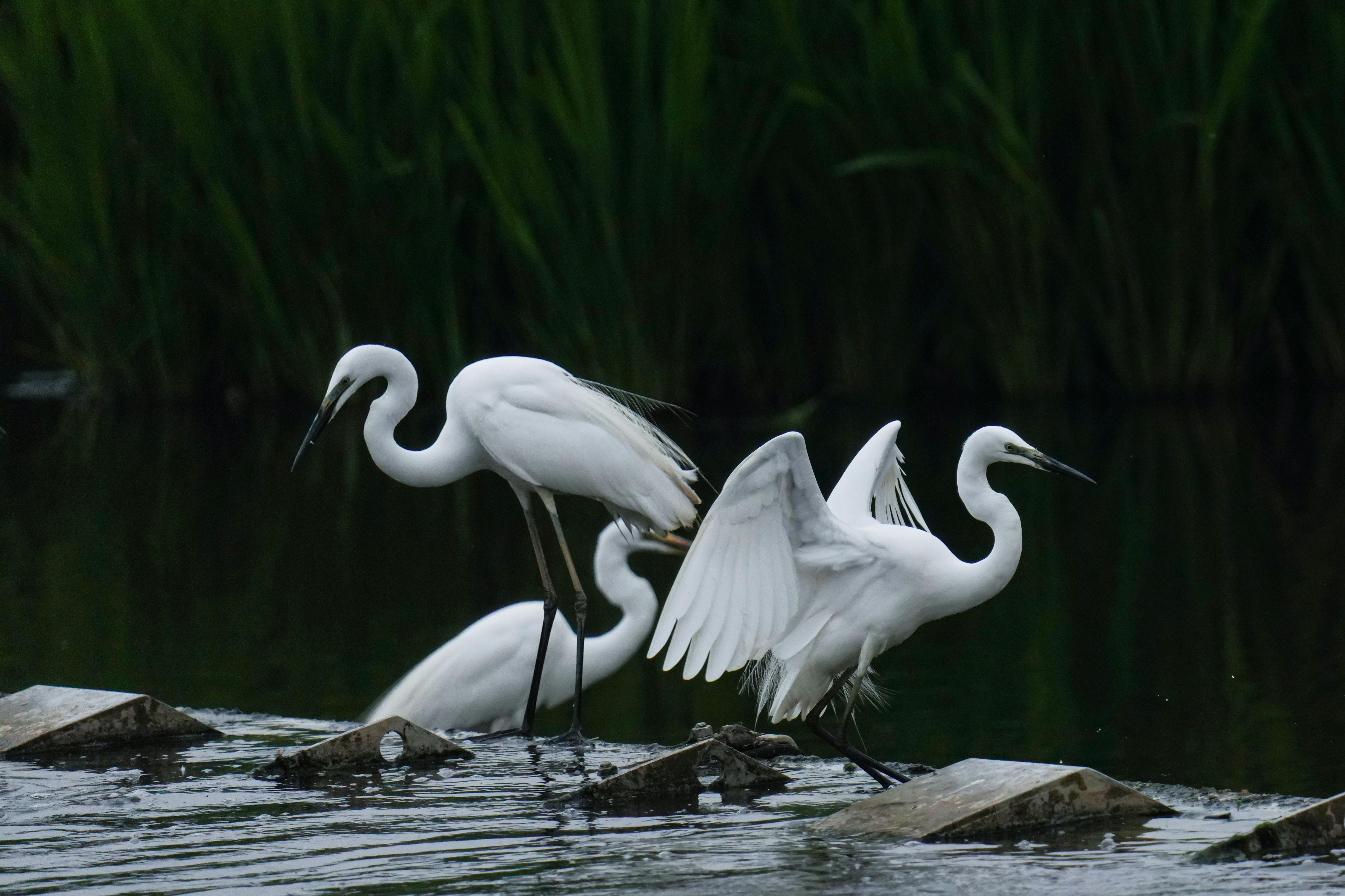White Water Birds on Water · Free Stock Photo