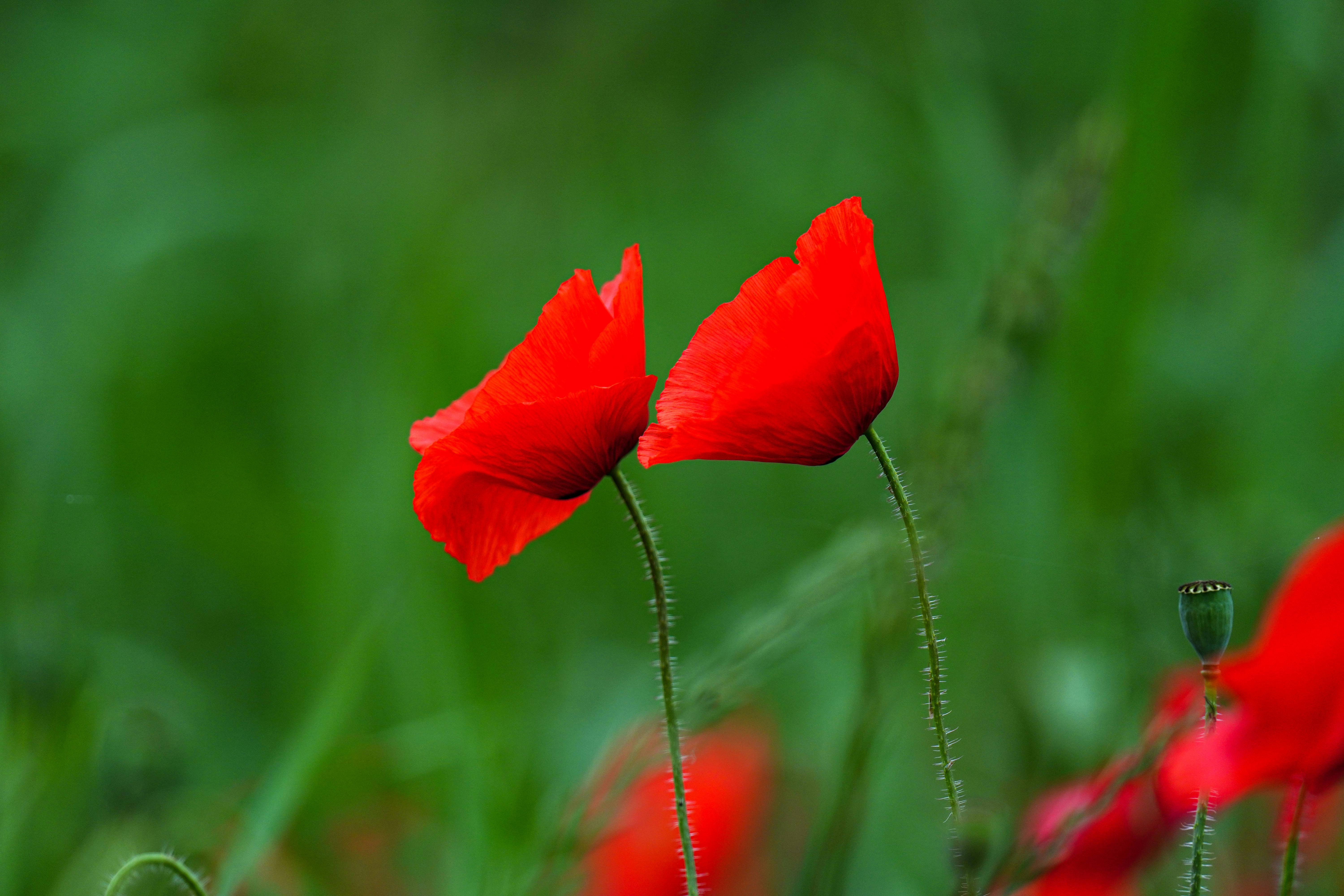 Close-Up Shot of Blooming Red Poppies · Free Stock Photo