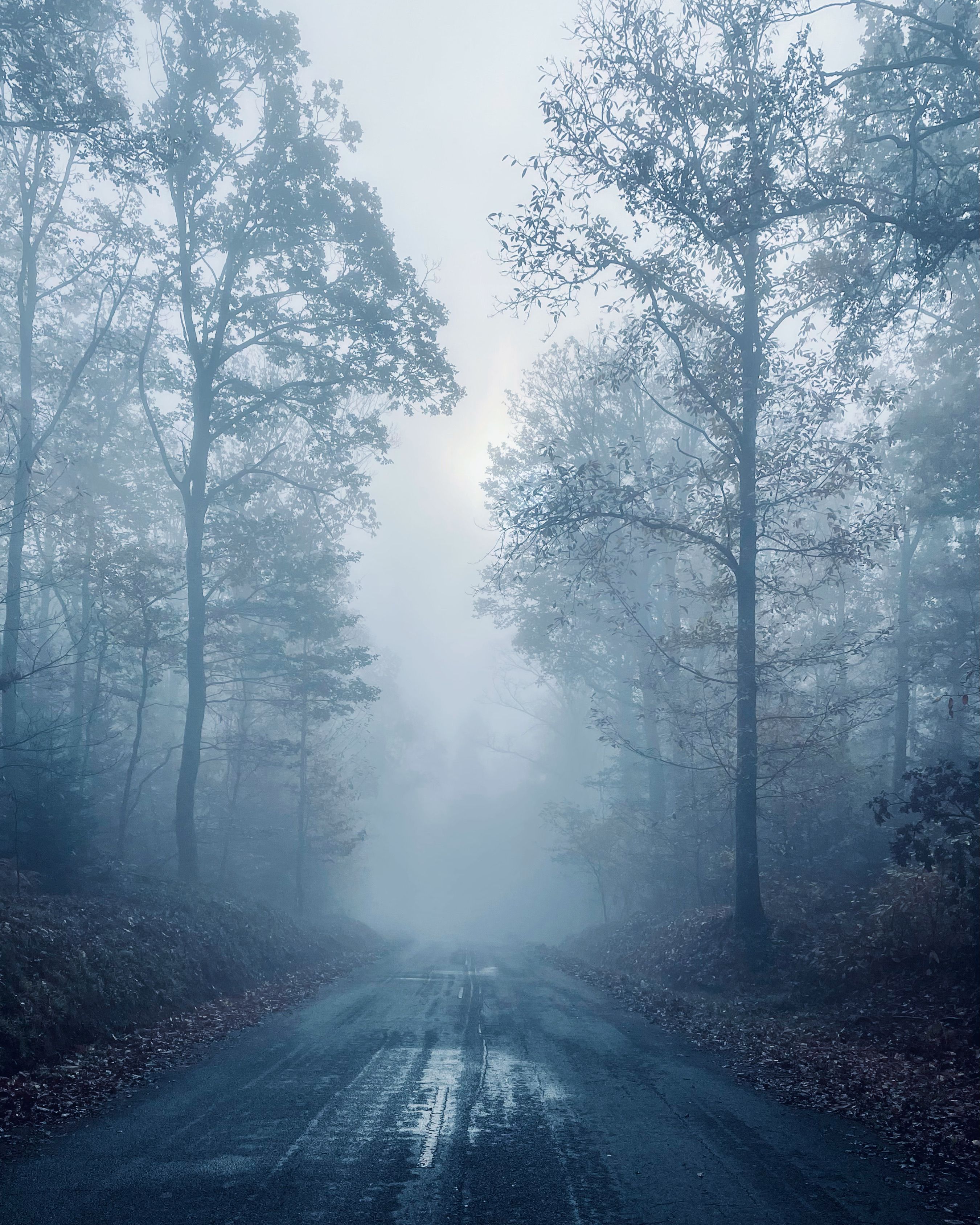 Photo of Forest With Fog · Free Stock Photo