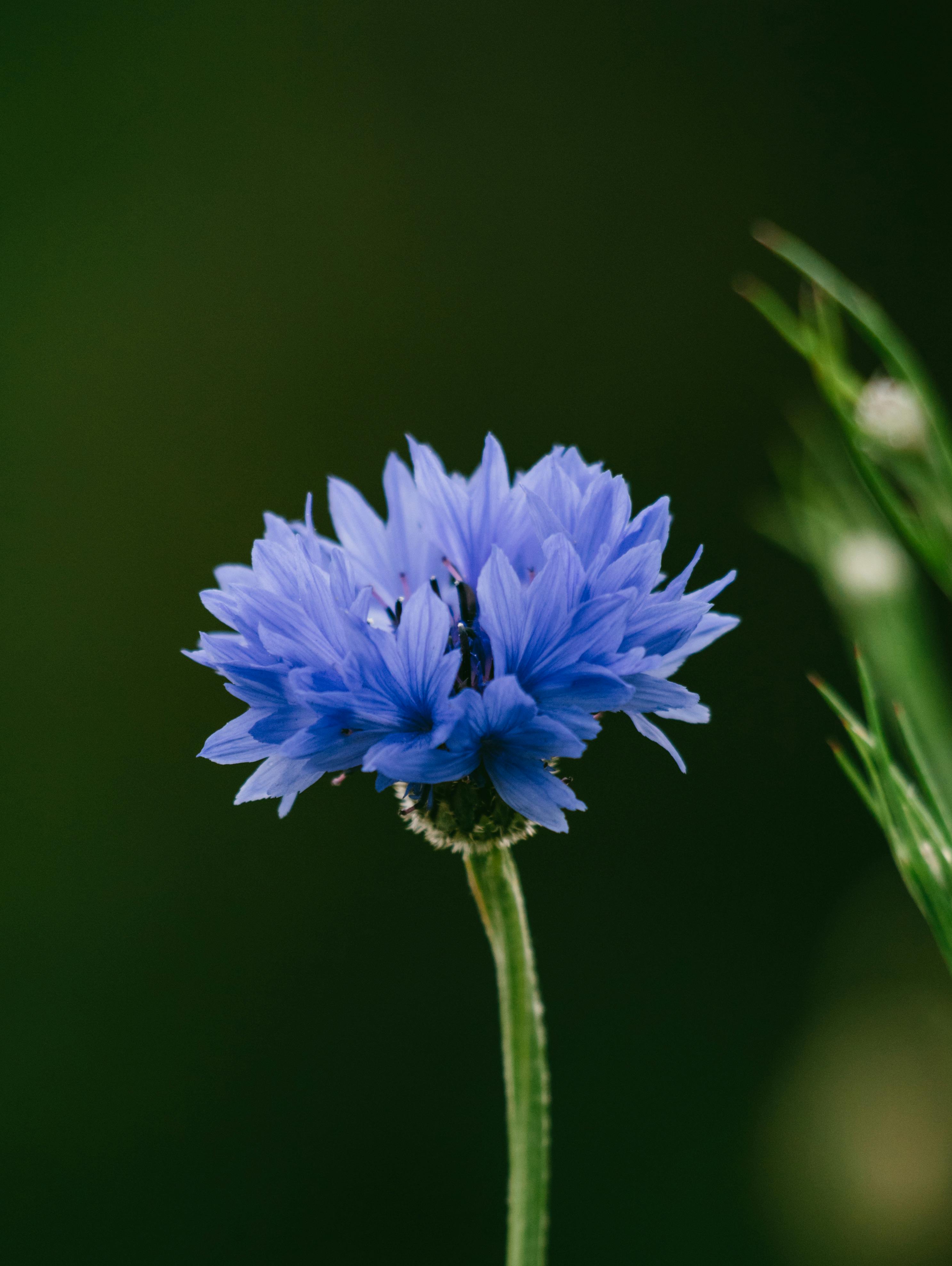 Close-Up Shot of a Blooming Cornflower · Free Stock Photo