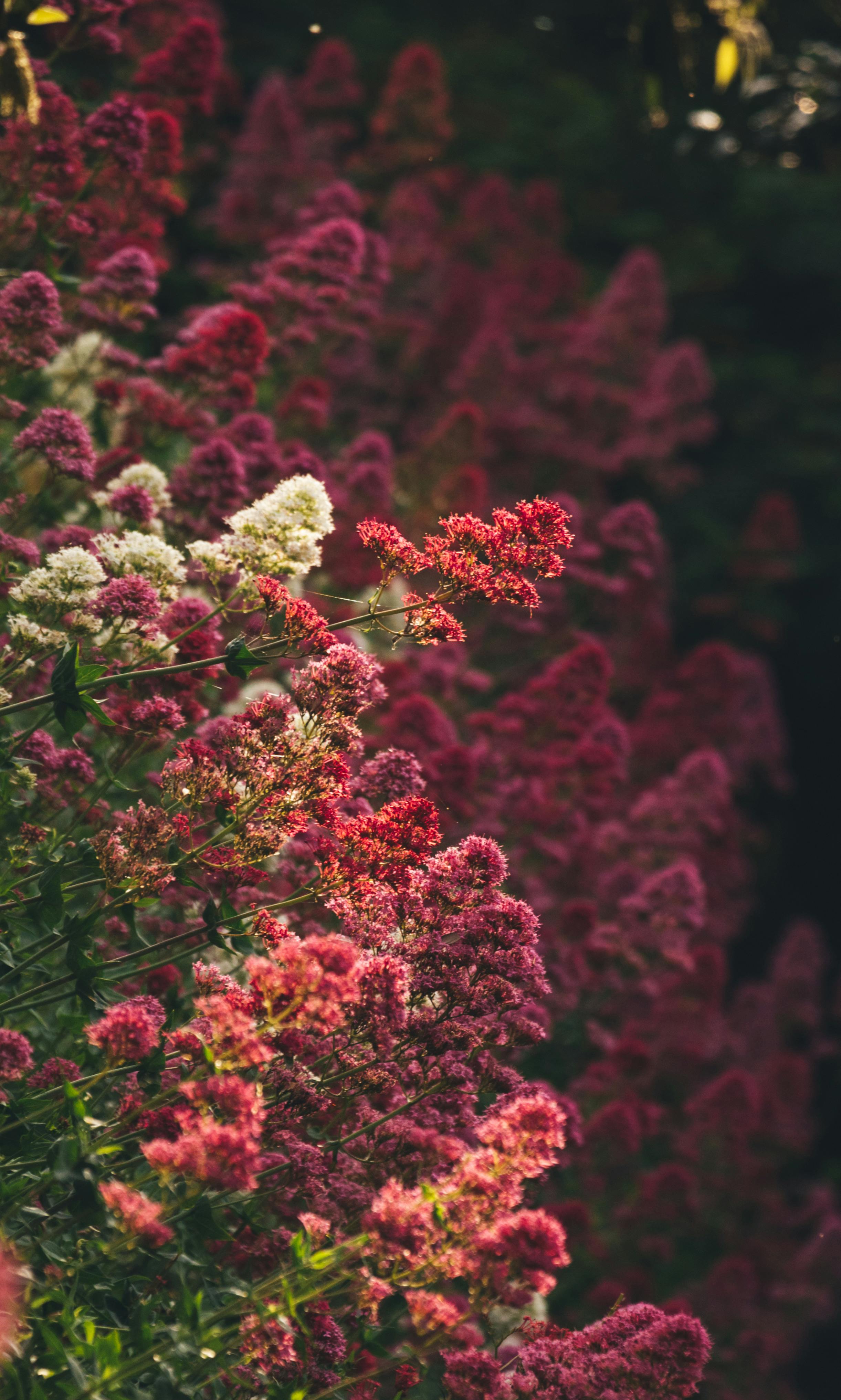 Summer Flowers Blooming · Free Stock Photo