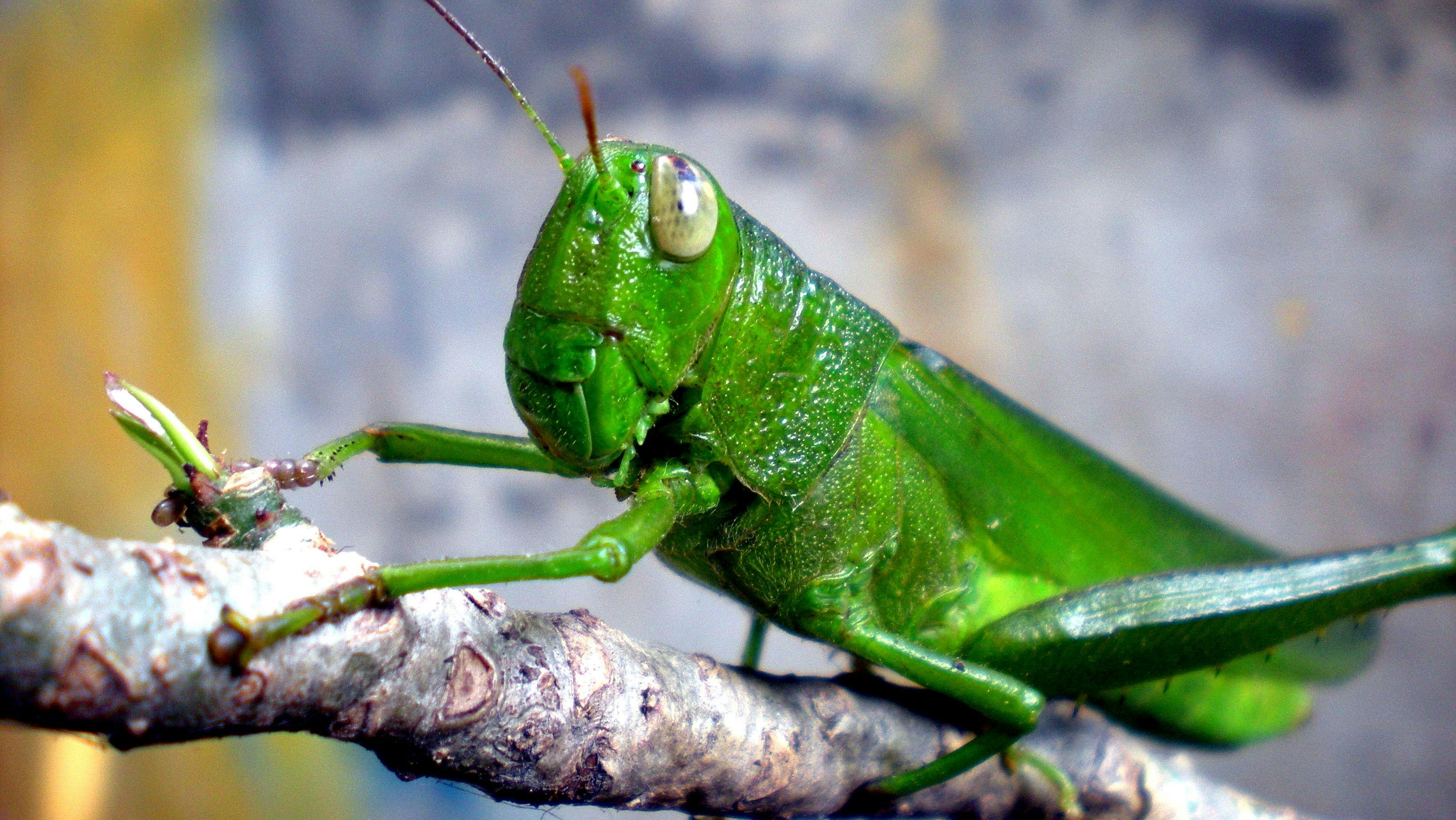 Free stock photo of green, insect