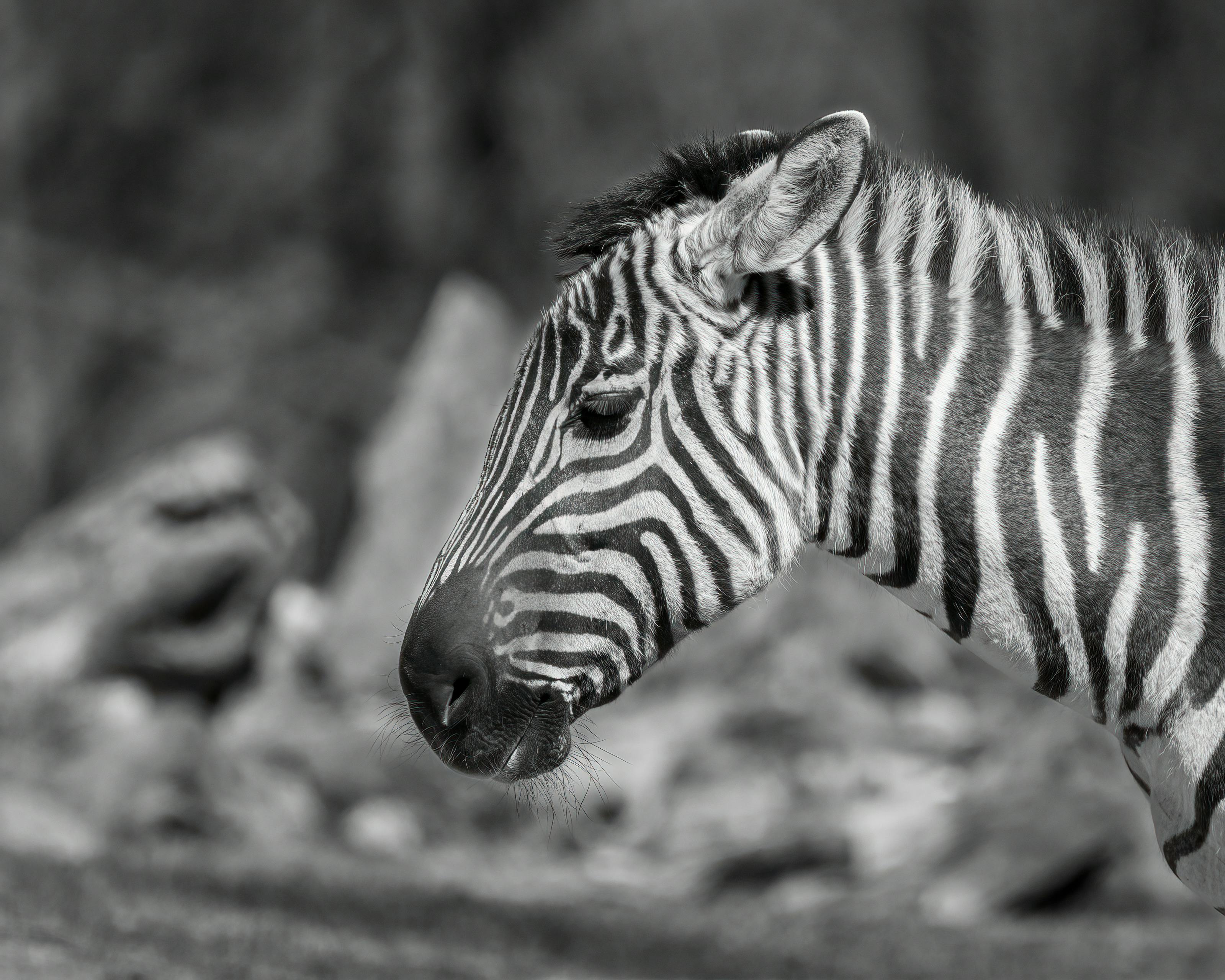 A Photo of a Zebra · Free Stock Photo