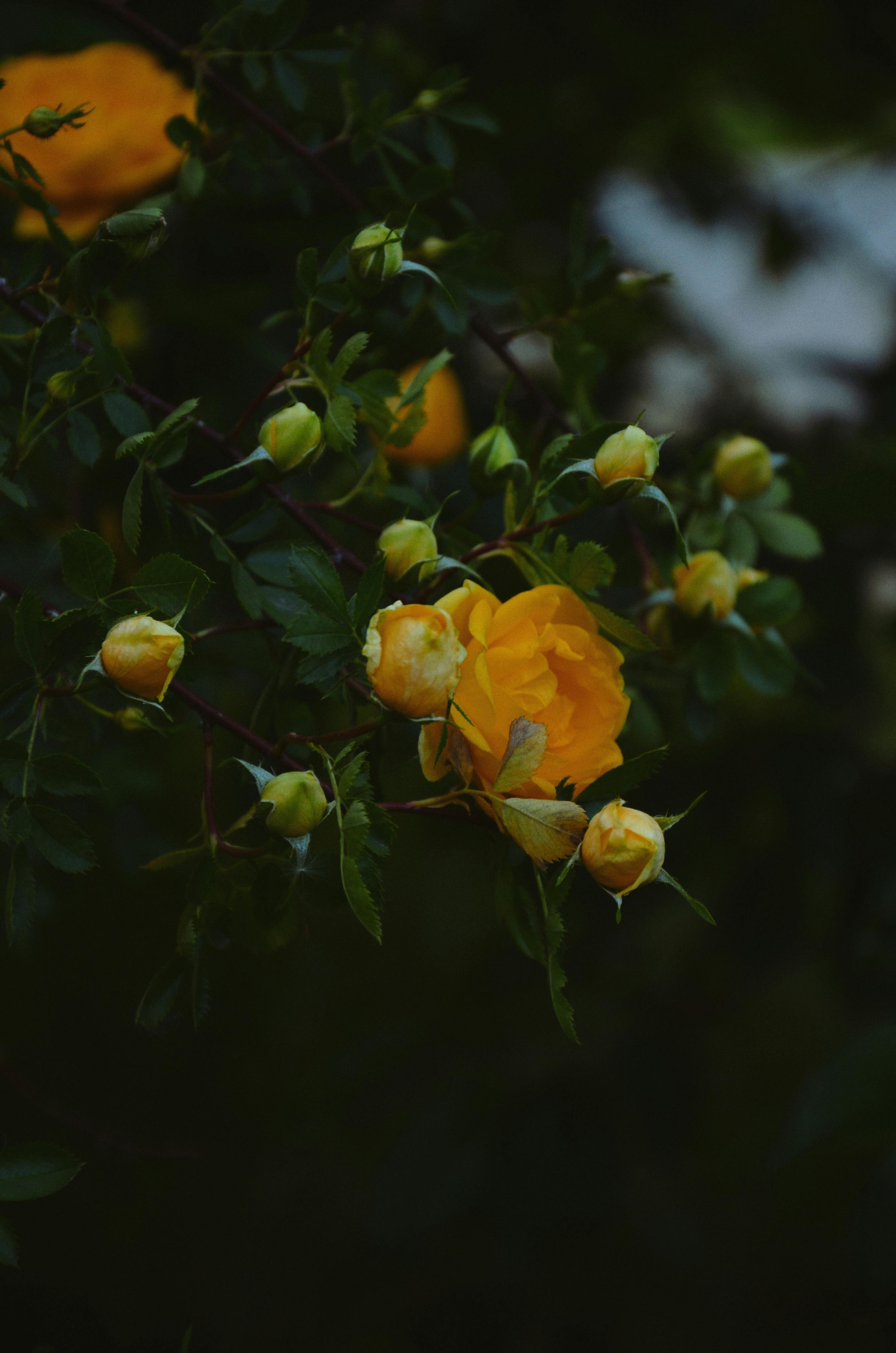 Close-Up Shot of Blooming Yellow Roses · Free Stock Photo