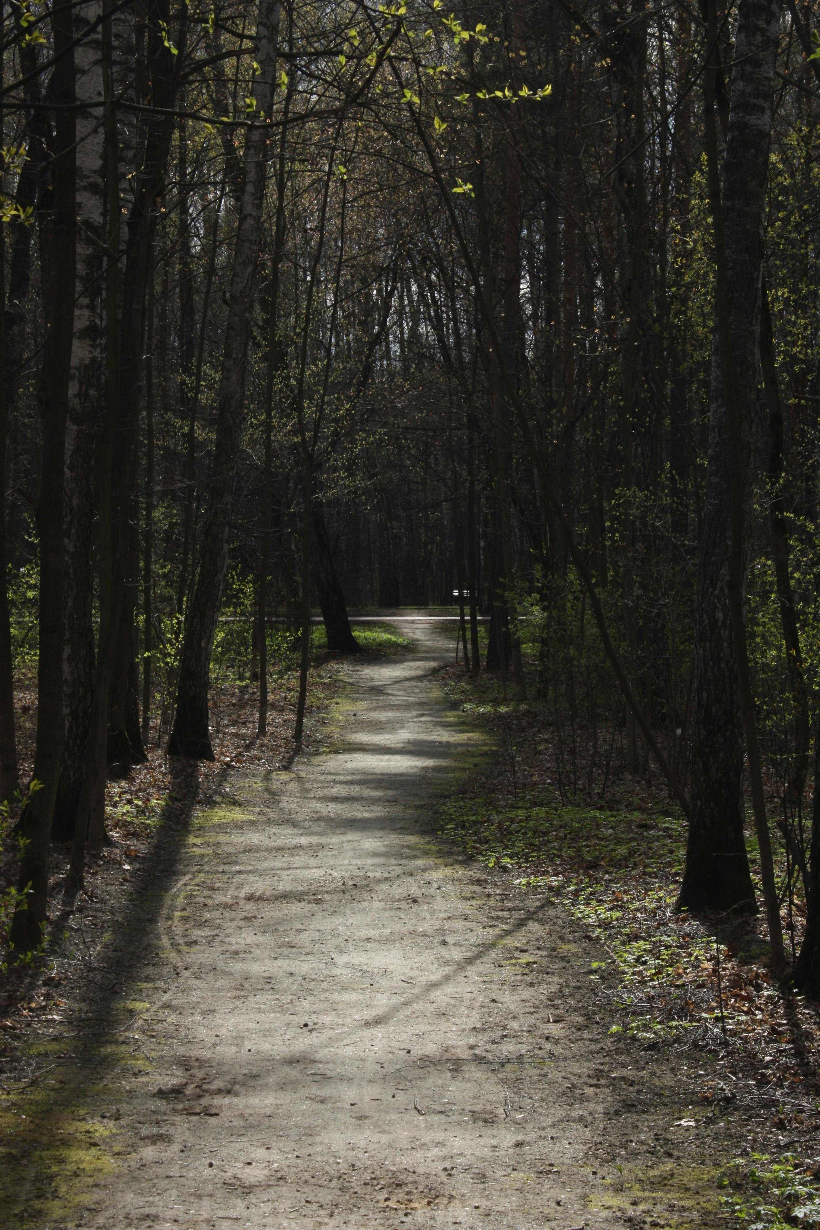 Landscape Photography of Road Between Trees · Free Stock Photo