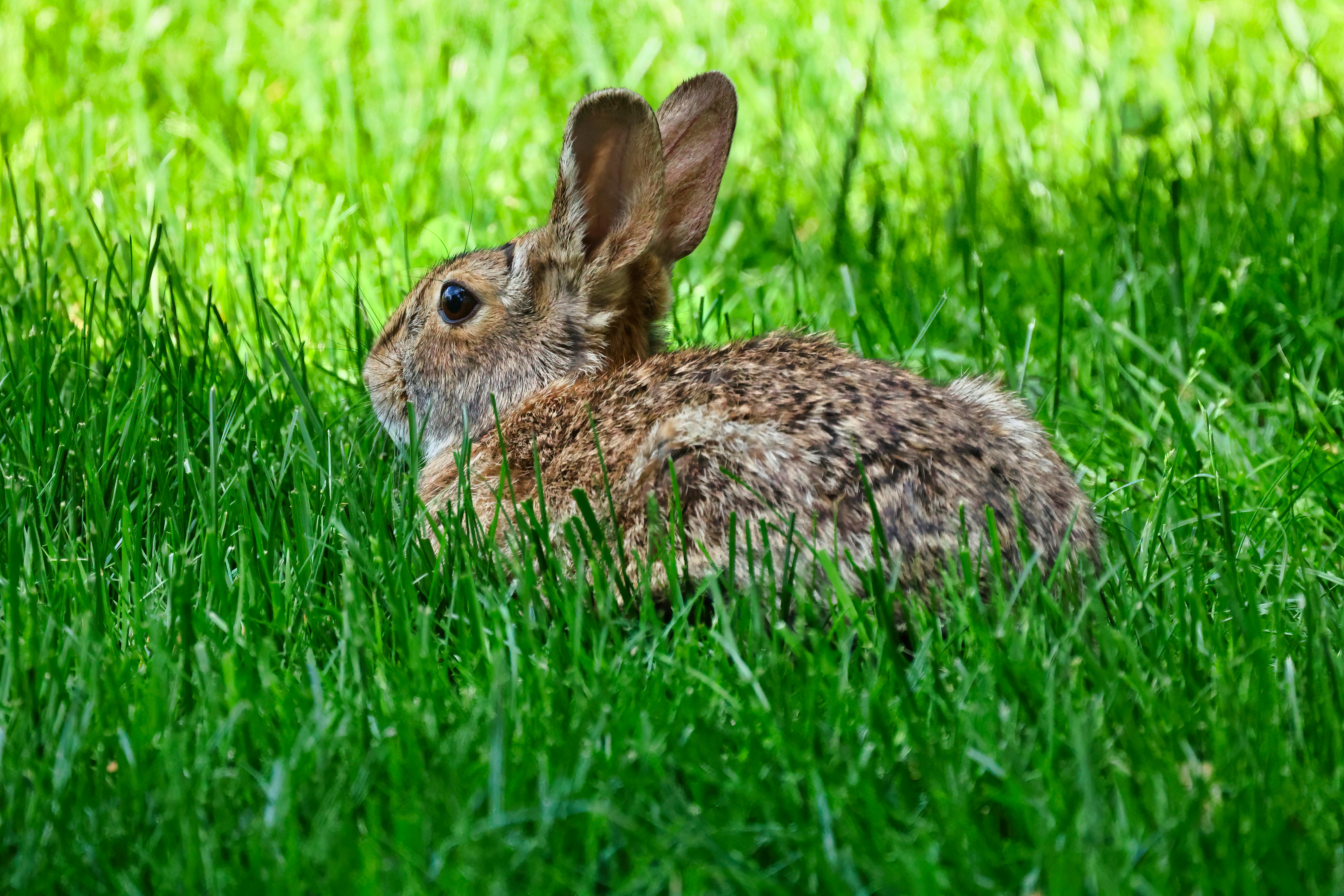 Little Bunny in Green Grass · Free Stock Photo