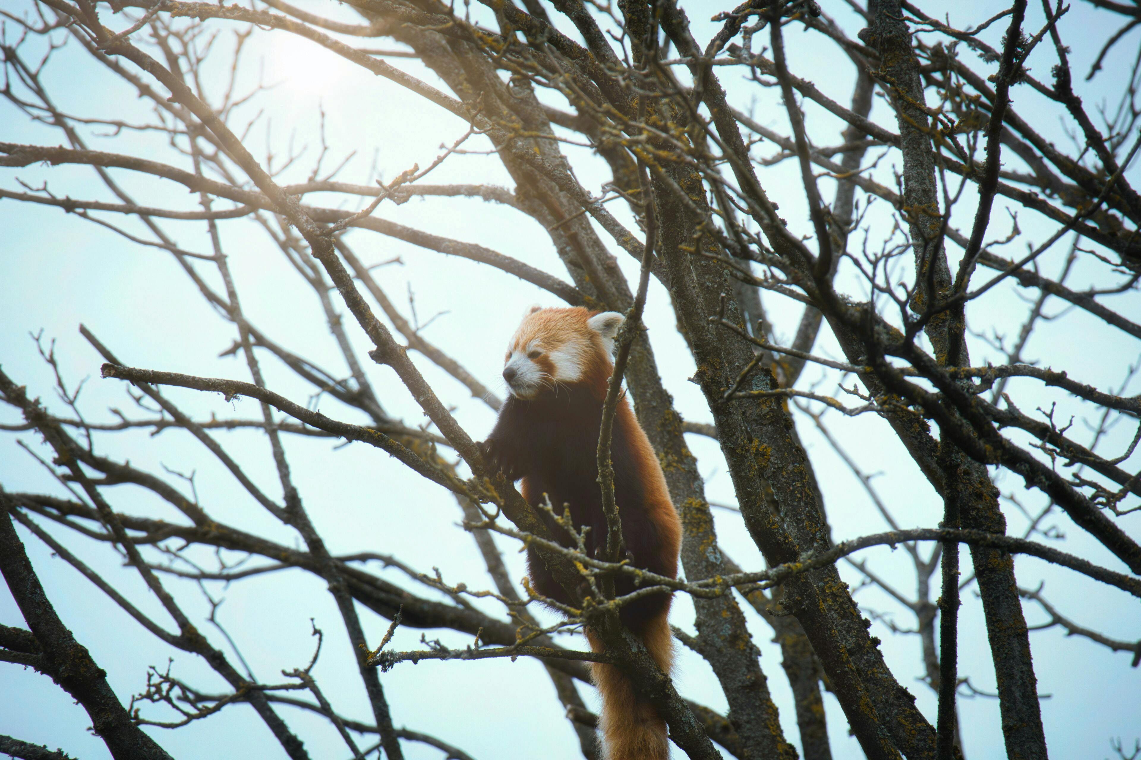 Red Fox on a Log · Free Stock Photo