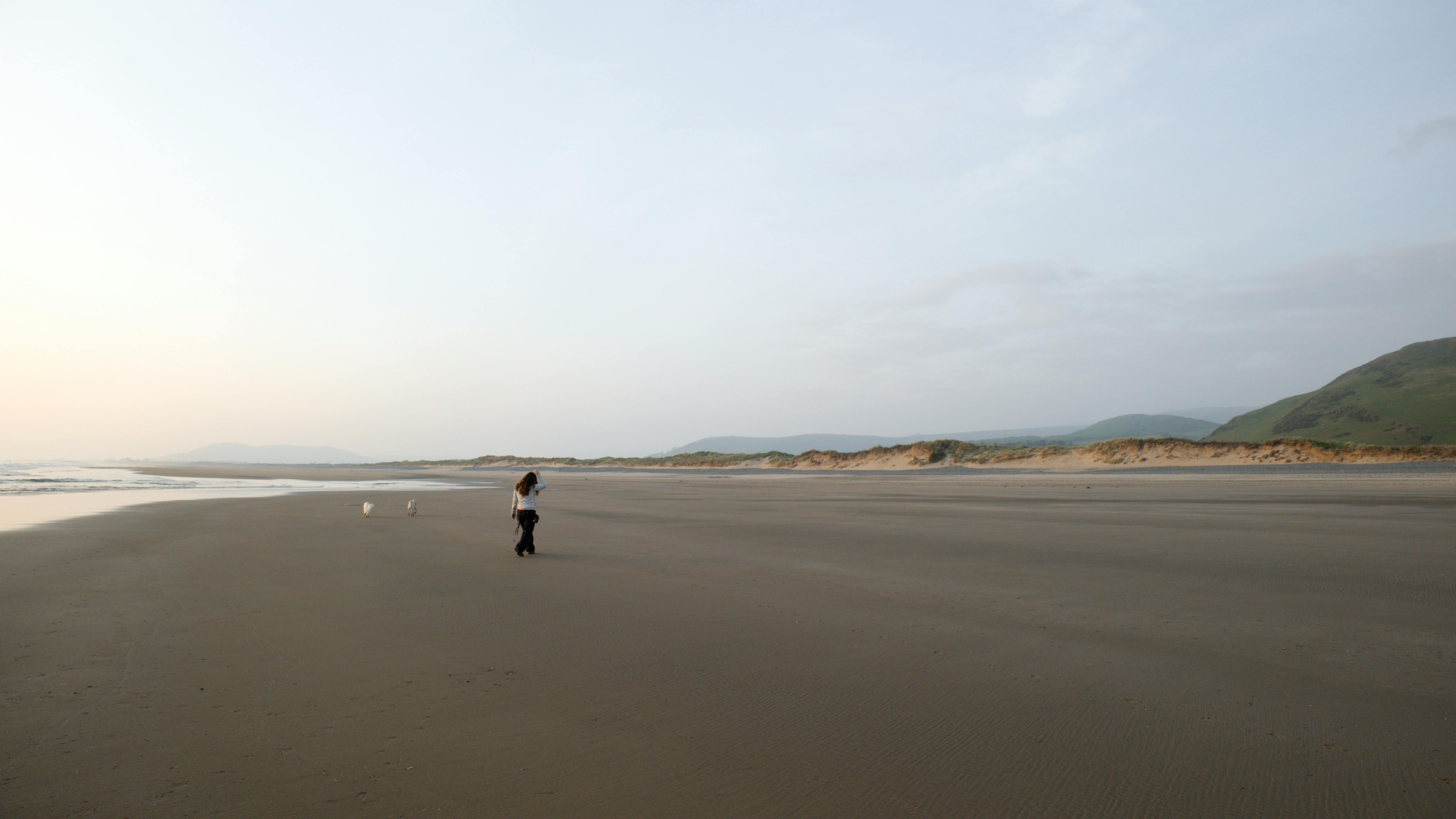 Windswept Beach · Free Stock Photo