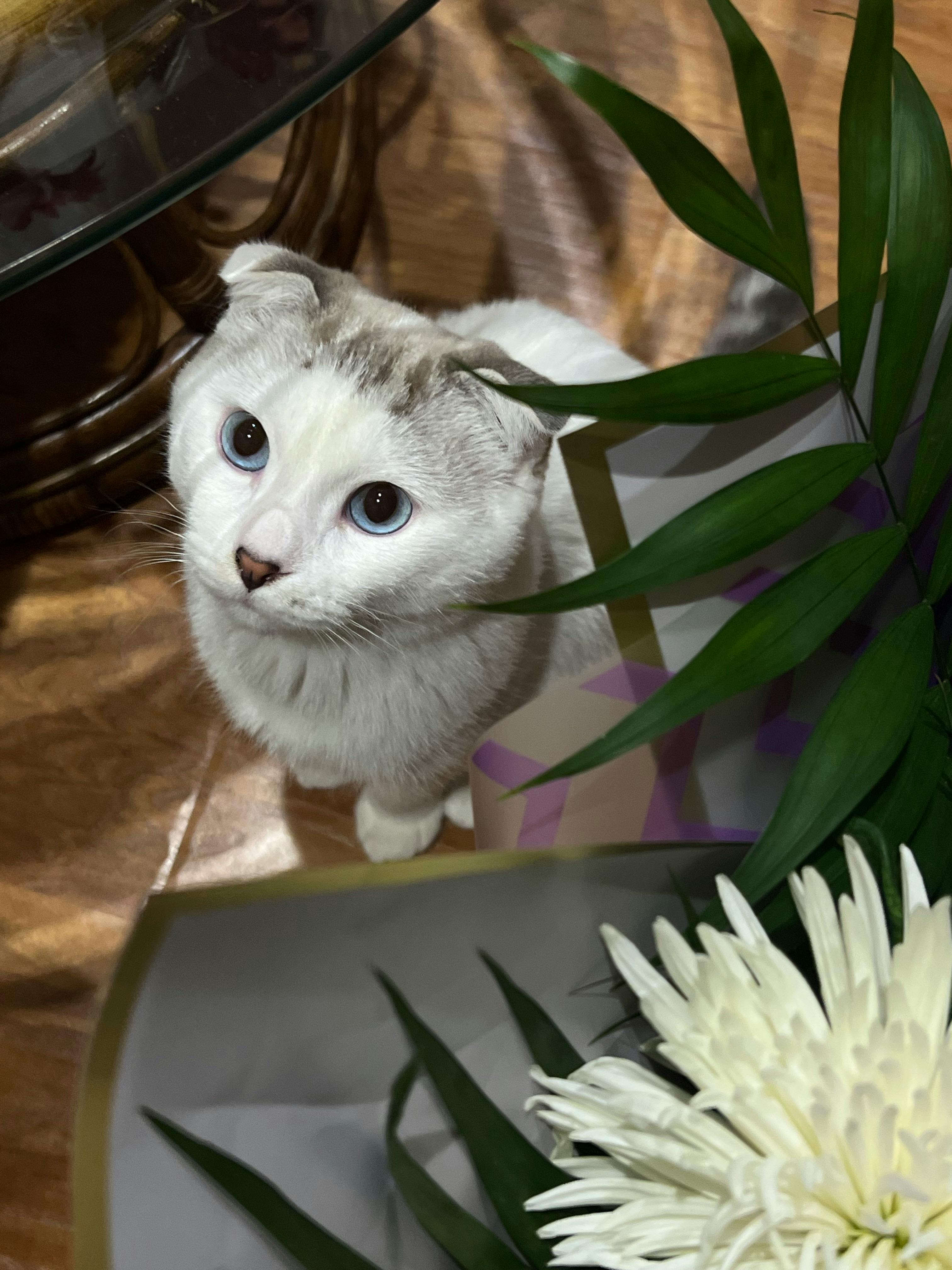 Kitten Mua Photos, Download Free Kitten Mua Stock Photos & HD Images