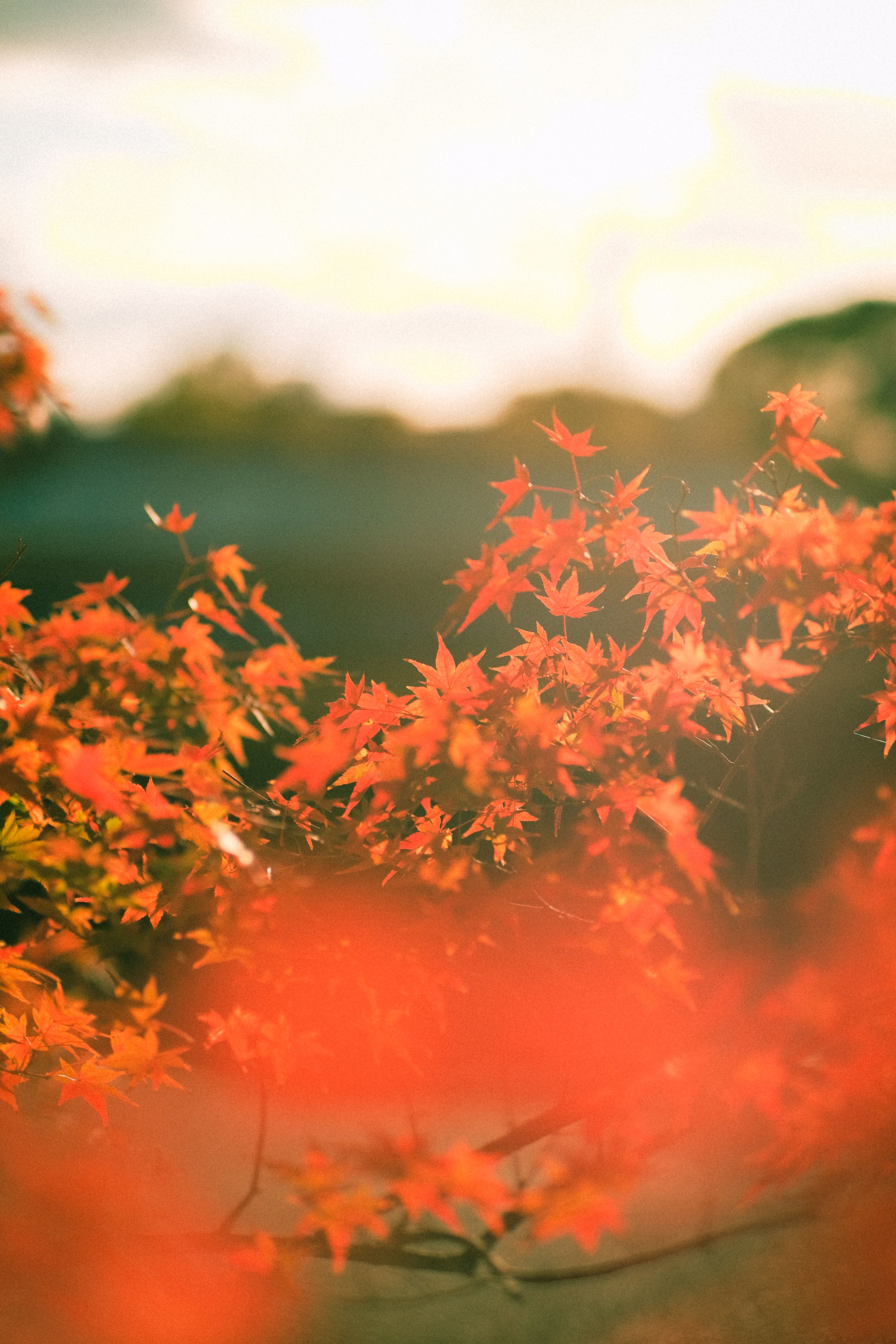 Sunset Behind Morula Tree Photos, Download Free Sunset Behind Morula ...