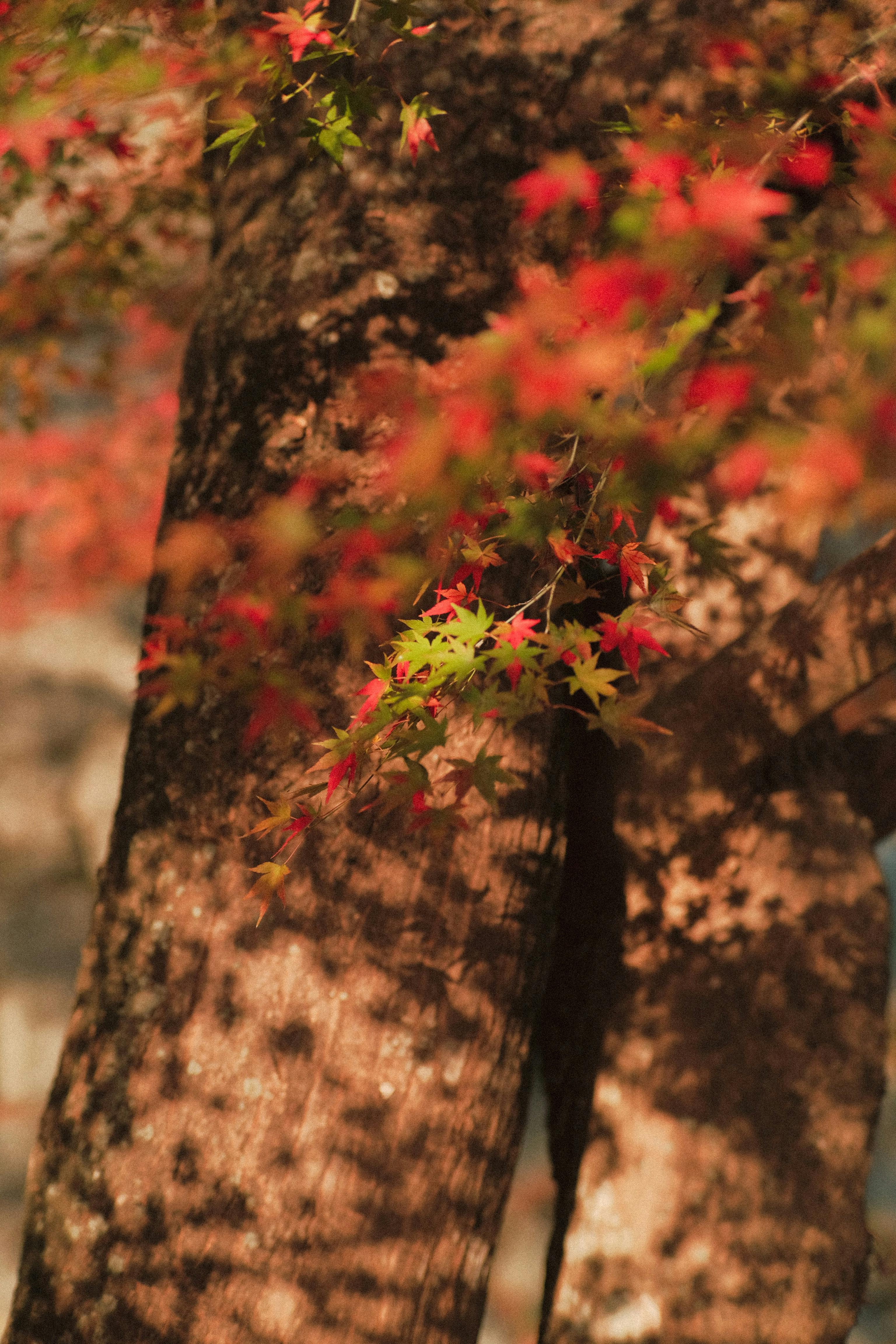 Deciduous Tree in Autumn · Free Stock Photo