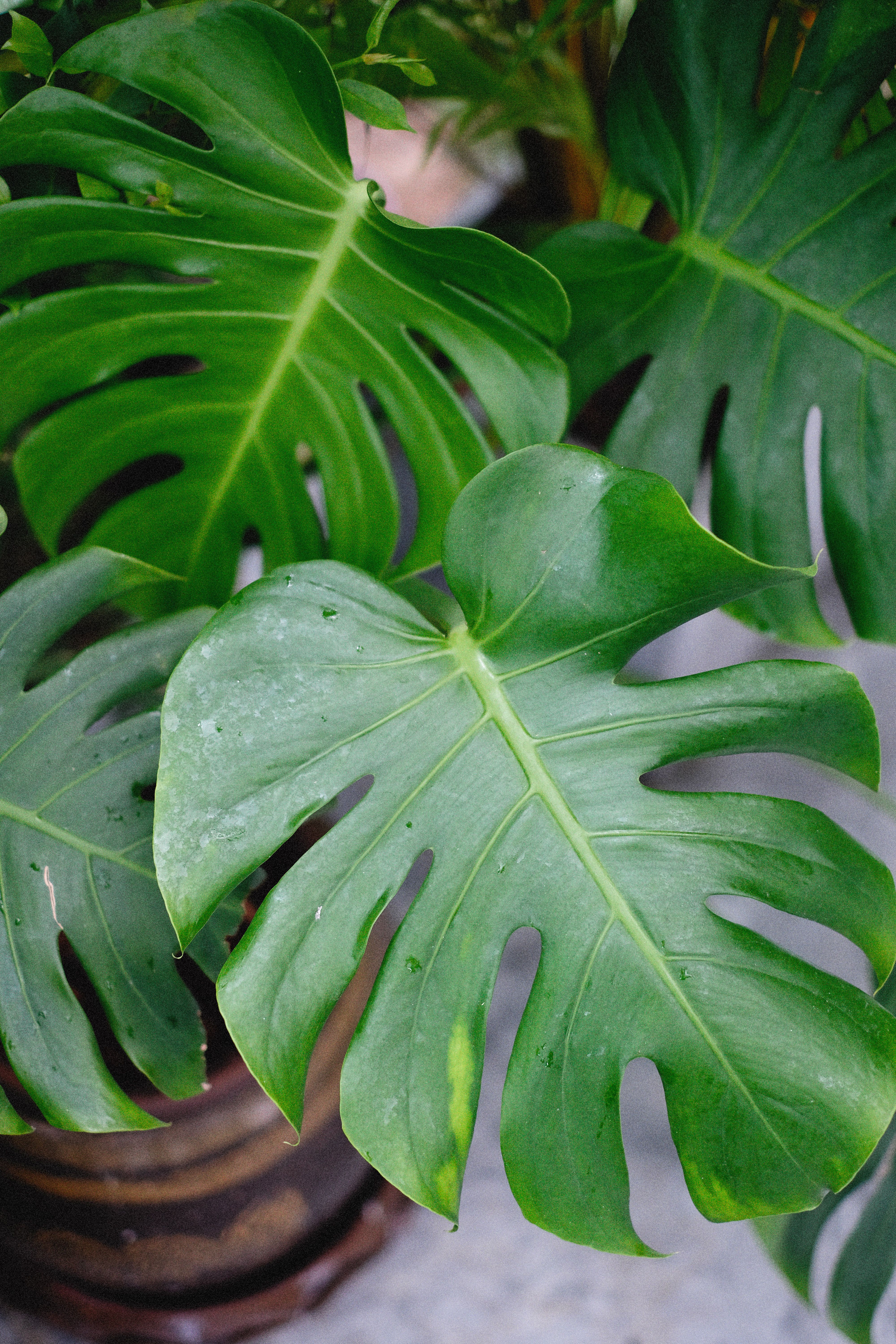 Photo of Monstera Plant On Glass Vase · Free Stock Photo