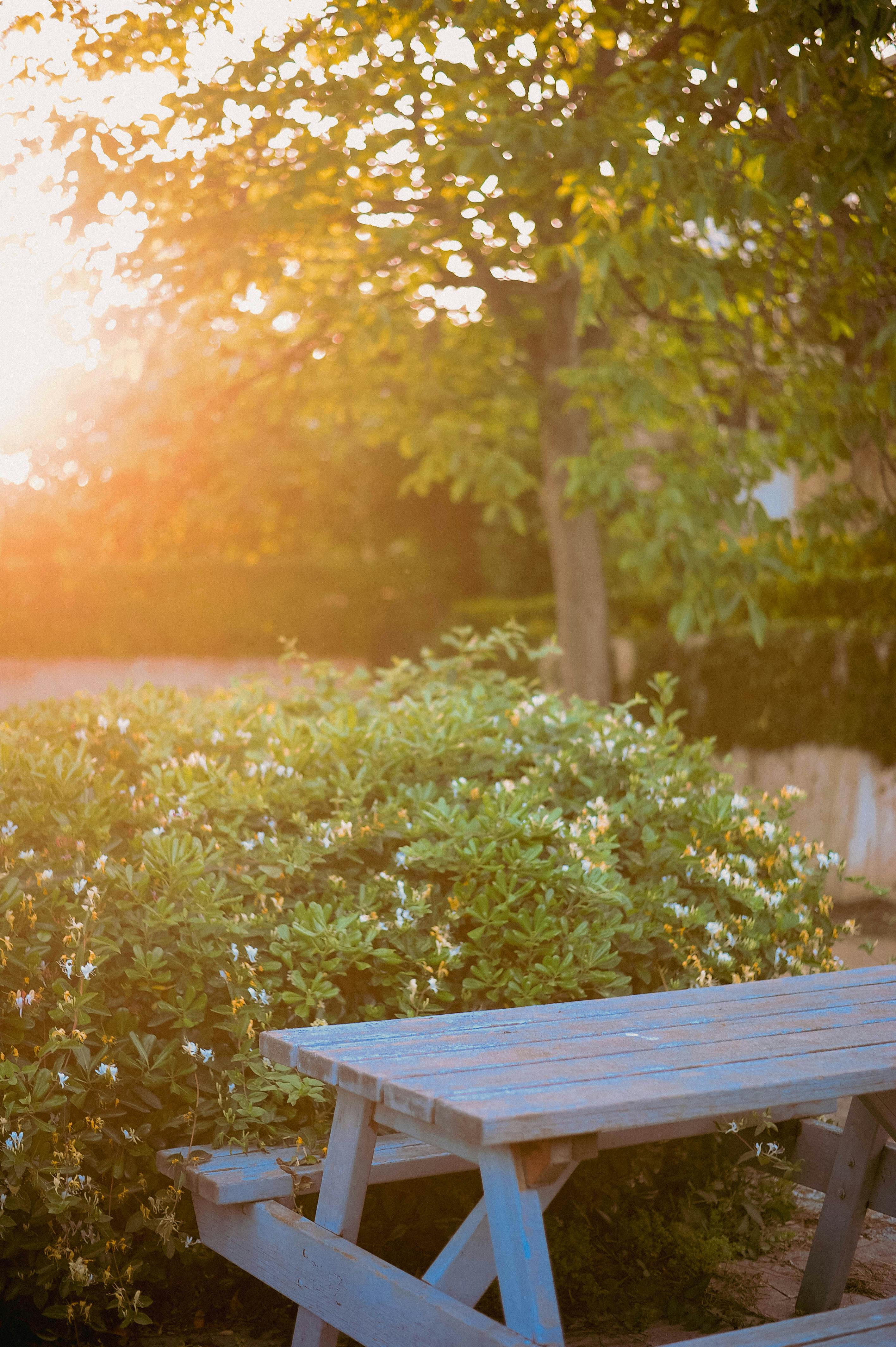 Picnic Table in a Garden Park · Free Stock Photo