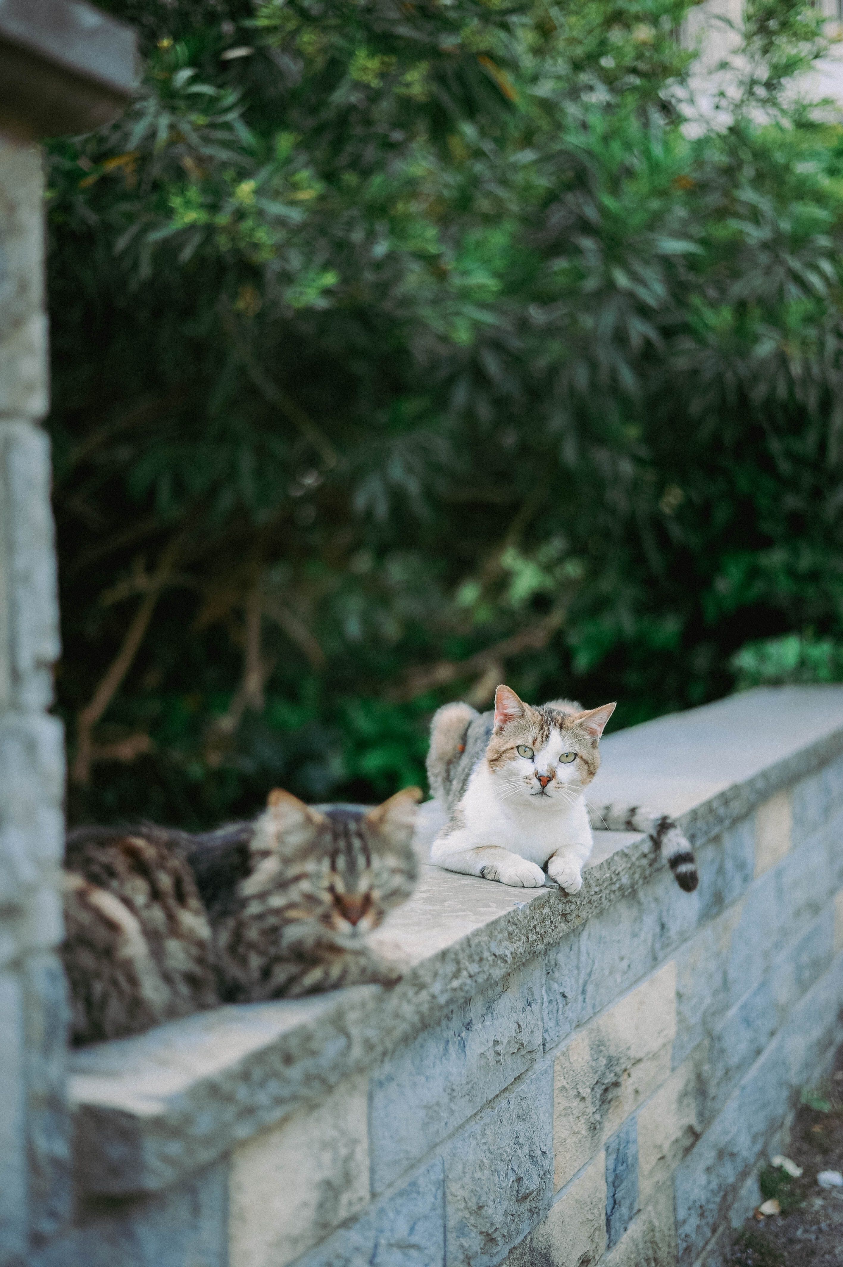 Cats Lying on Concrete Bench · Free Stock Photo