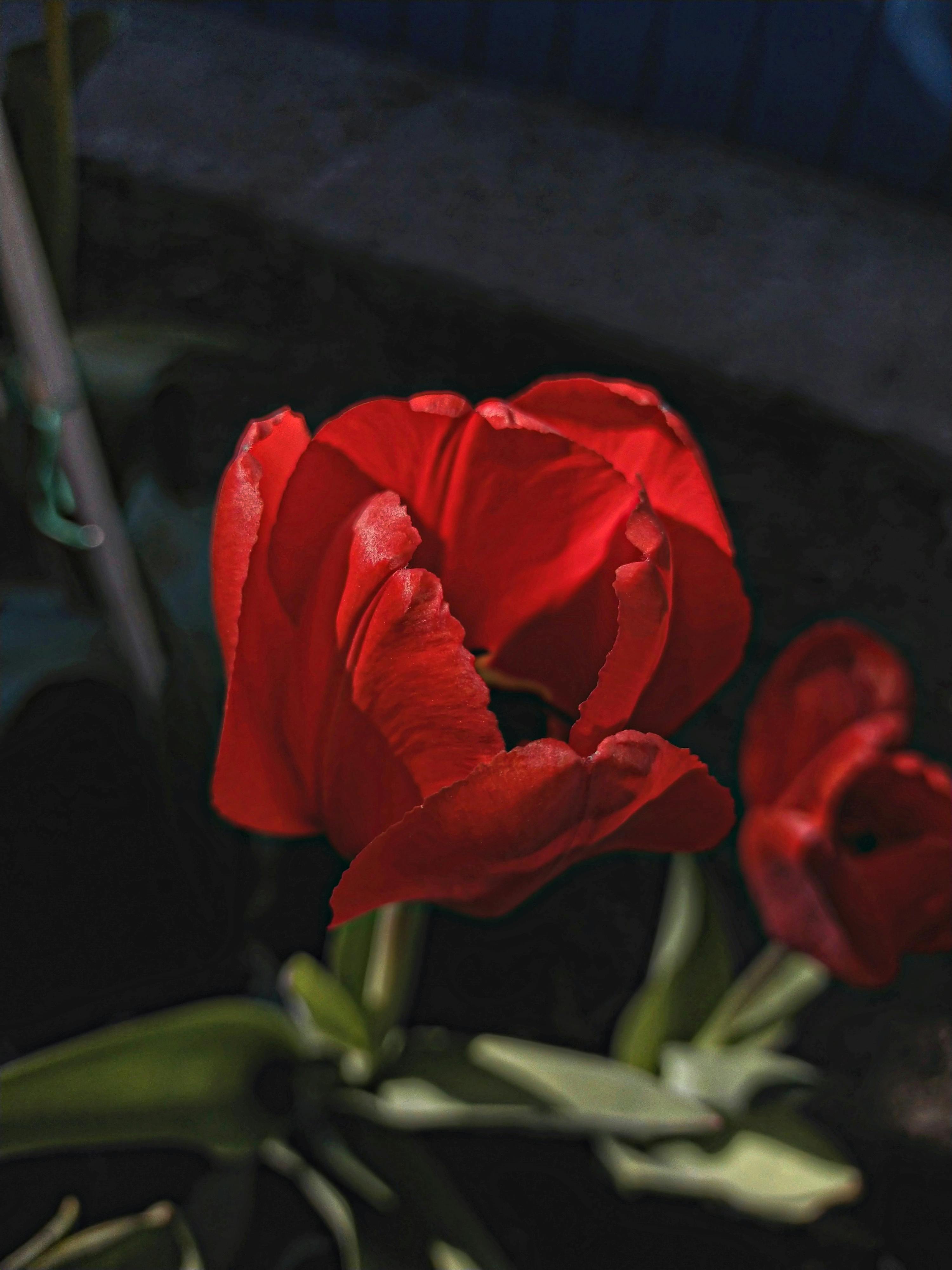 Red Flower in Close Up Shot · Free Stock Photo
