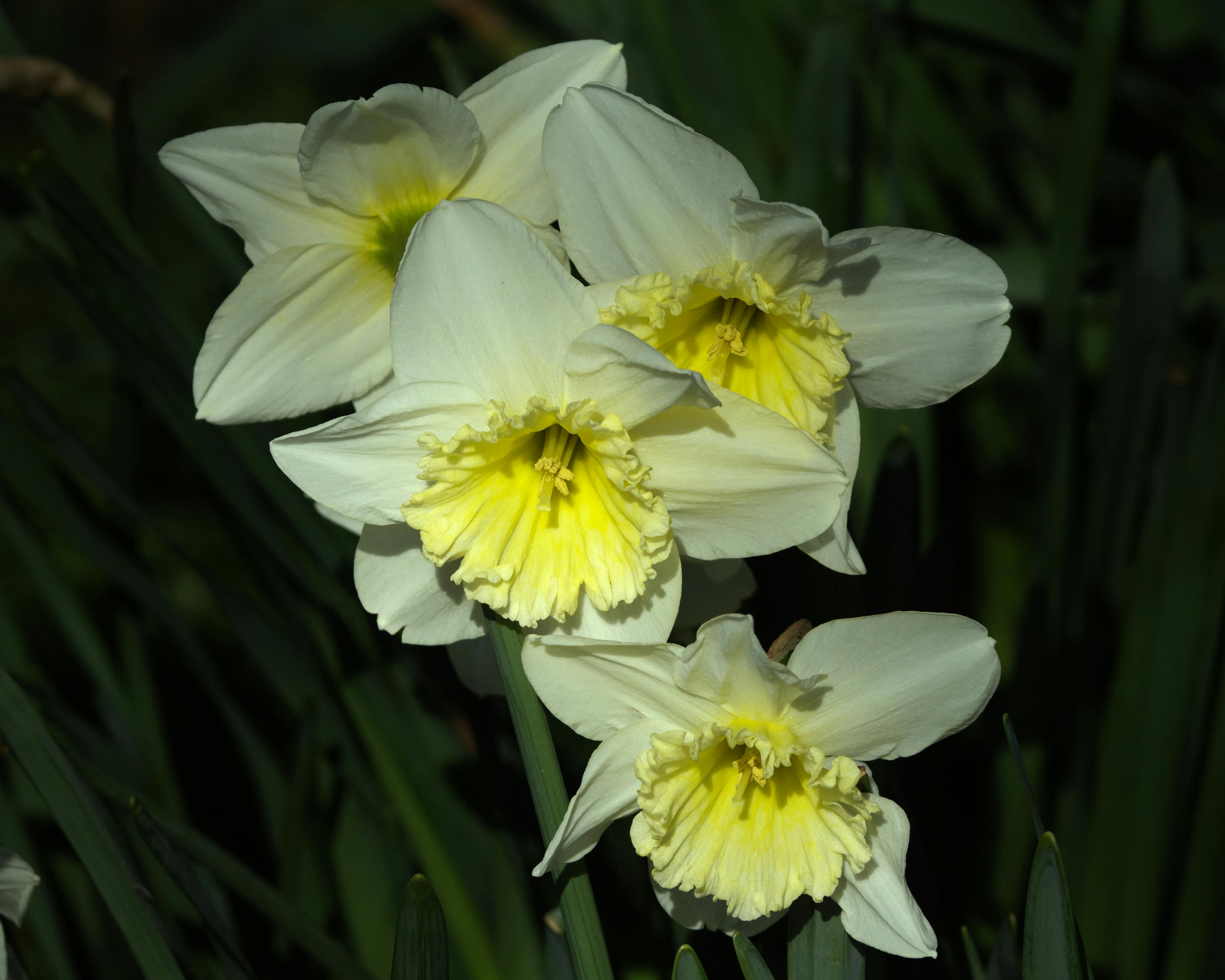 Beautiful Blooming Daffodil · Free Stock Photo