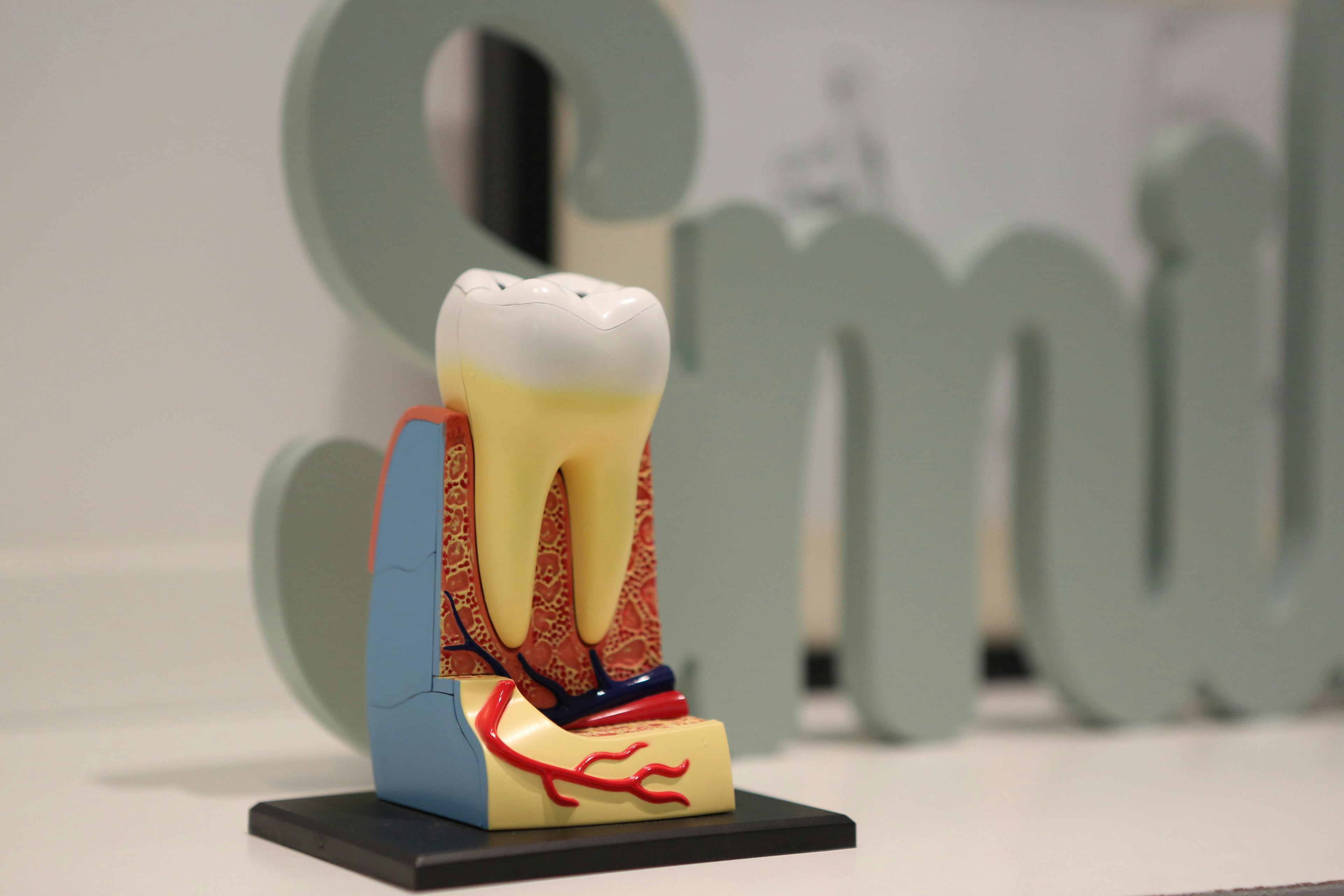 A Model of a Tooth · Free Stock Photo