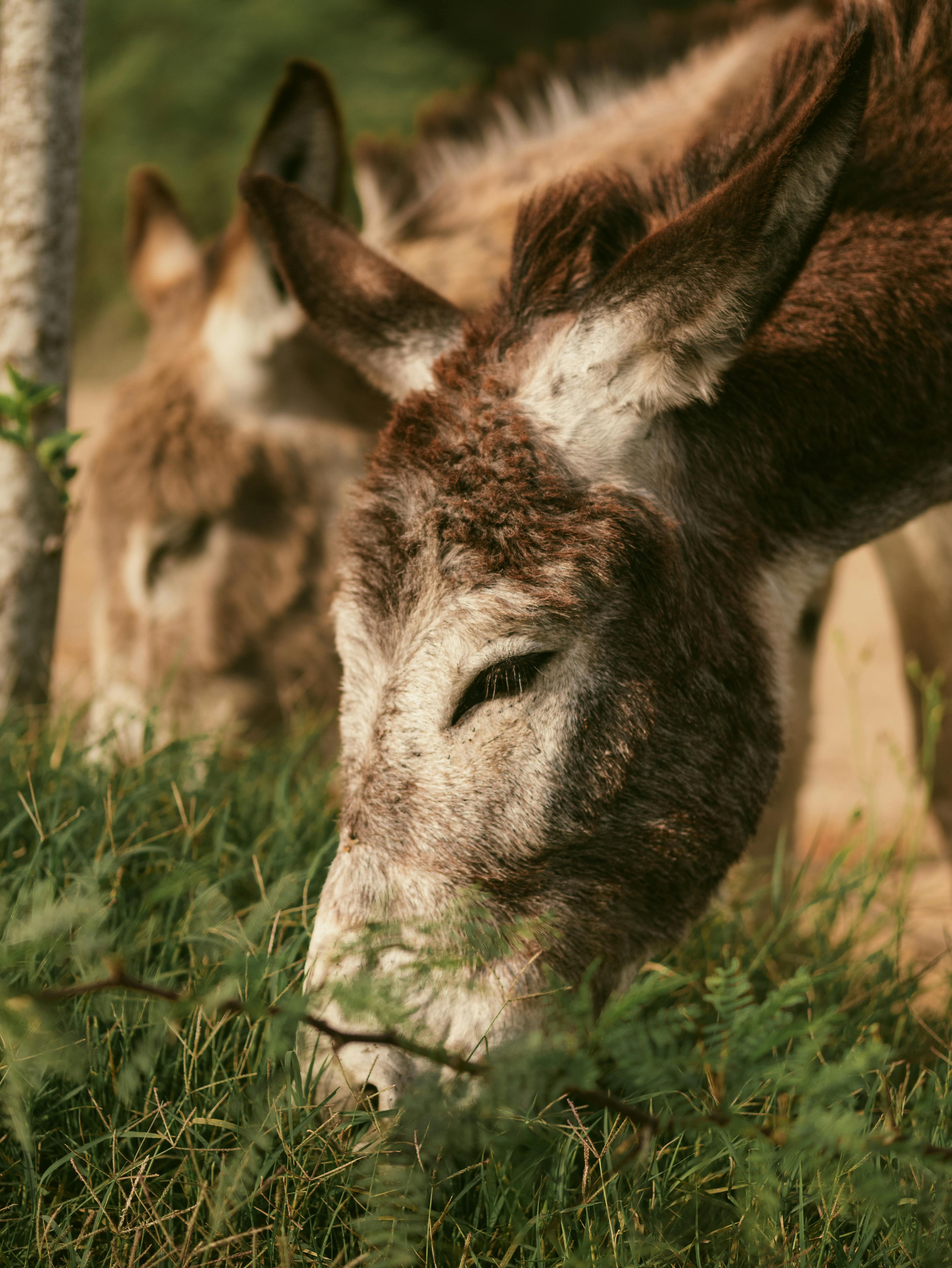 Wallpaper Eating Grass 7,000+ Bunny Eating Grass Stock Photos,