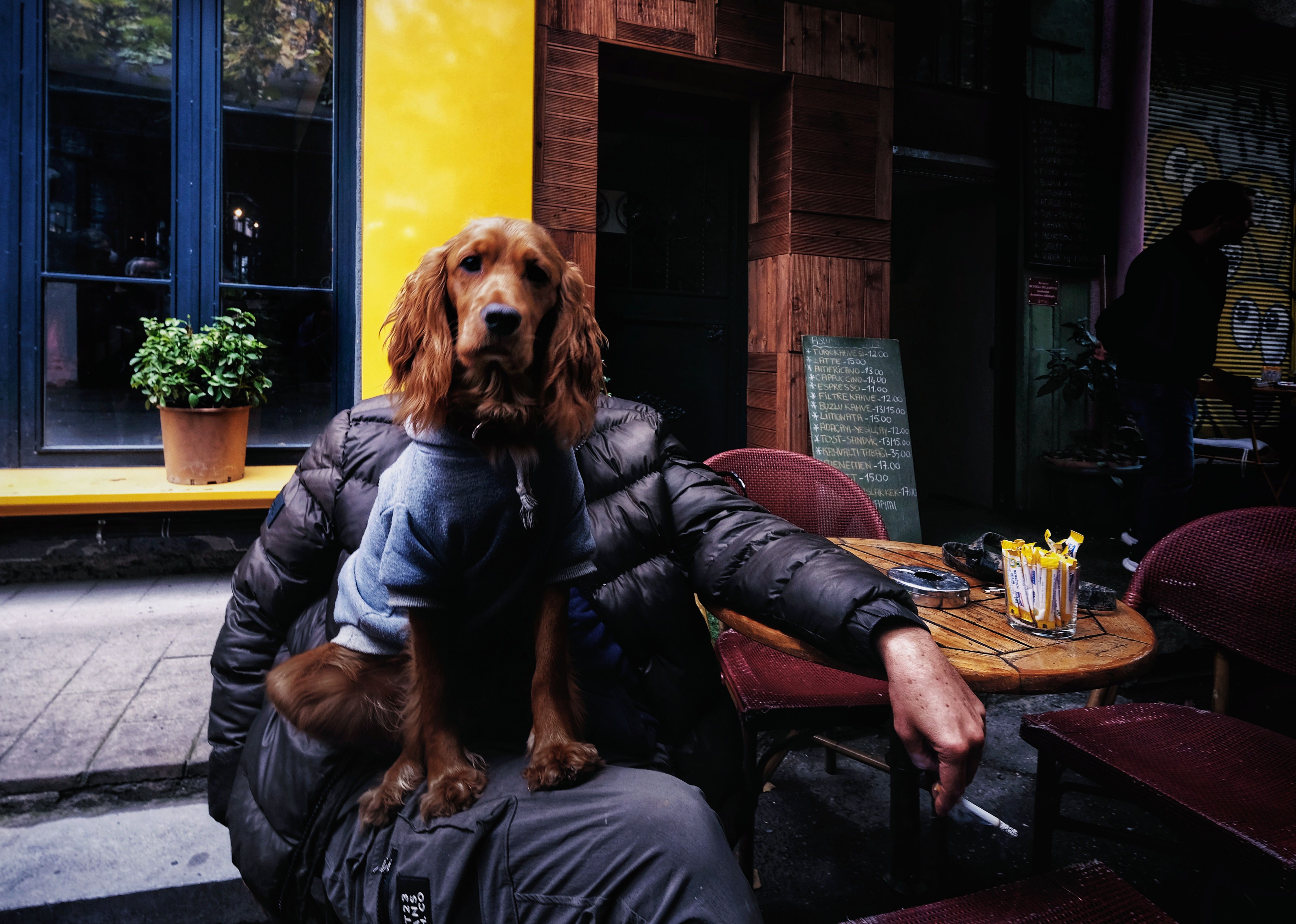 A Dog Sitting under the Table · Free Stock Photo