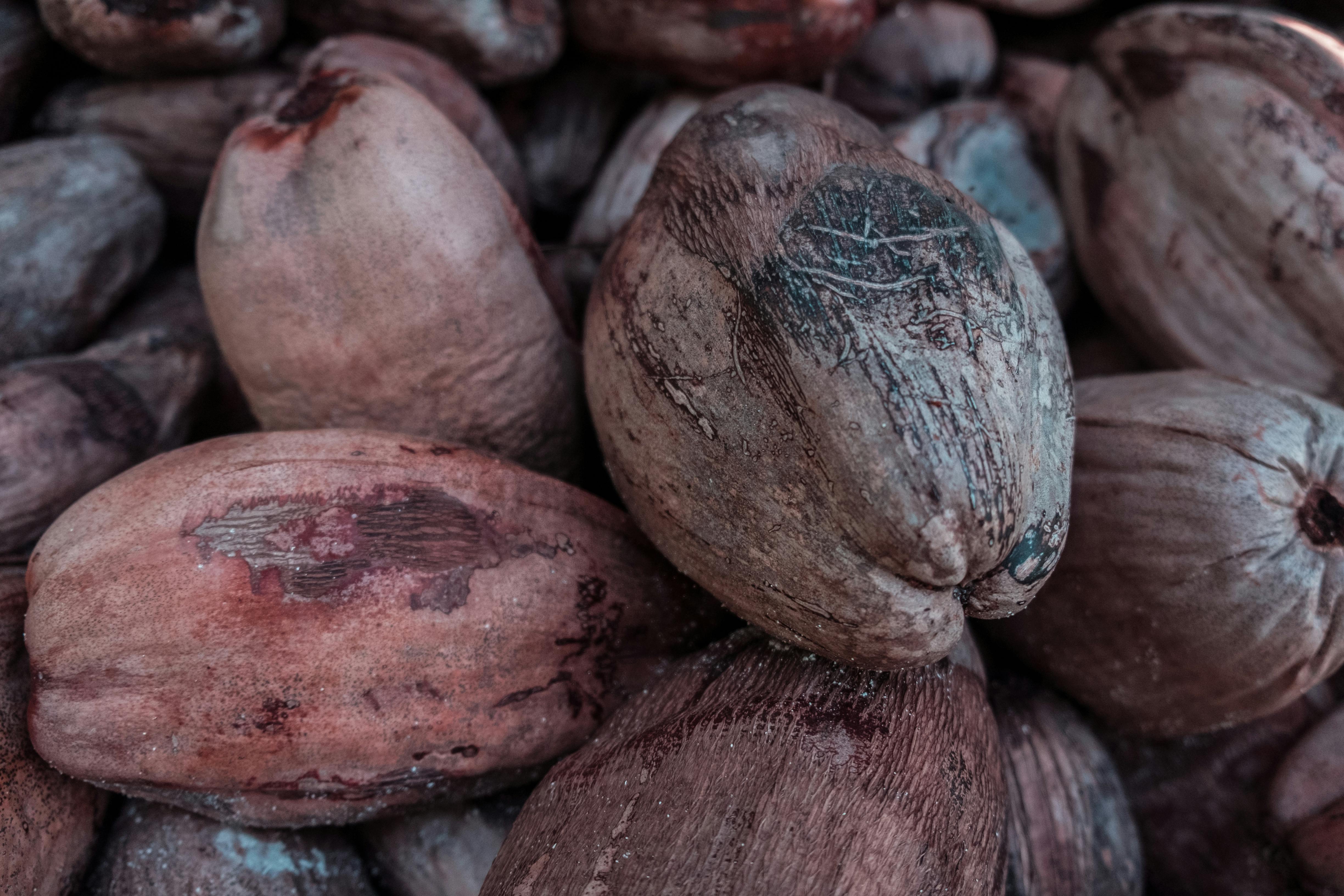 A Close-Up Shot Inside the Coconut Shell · Free Stock Photo