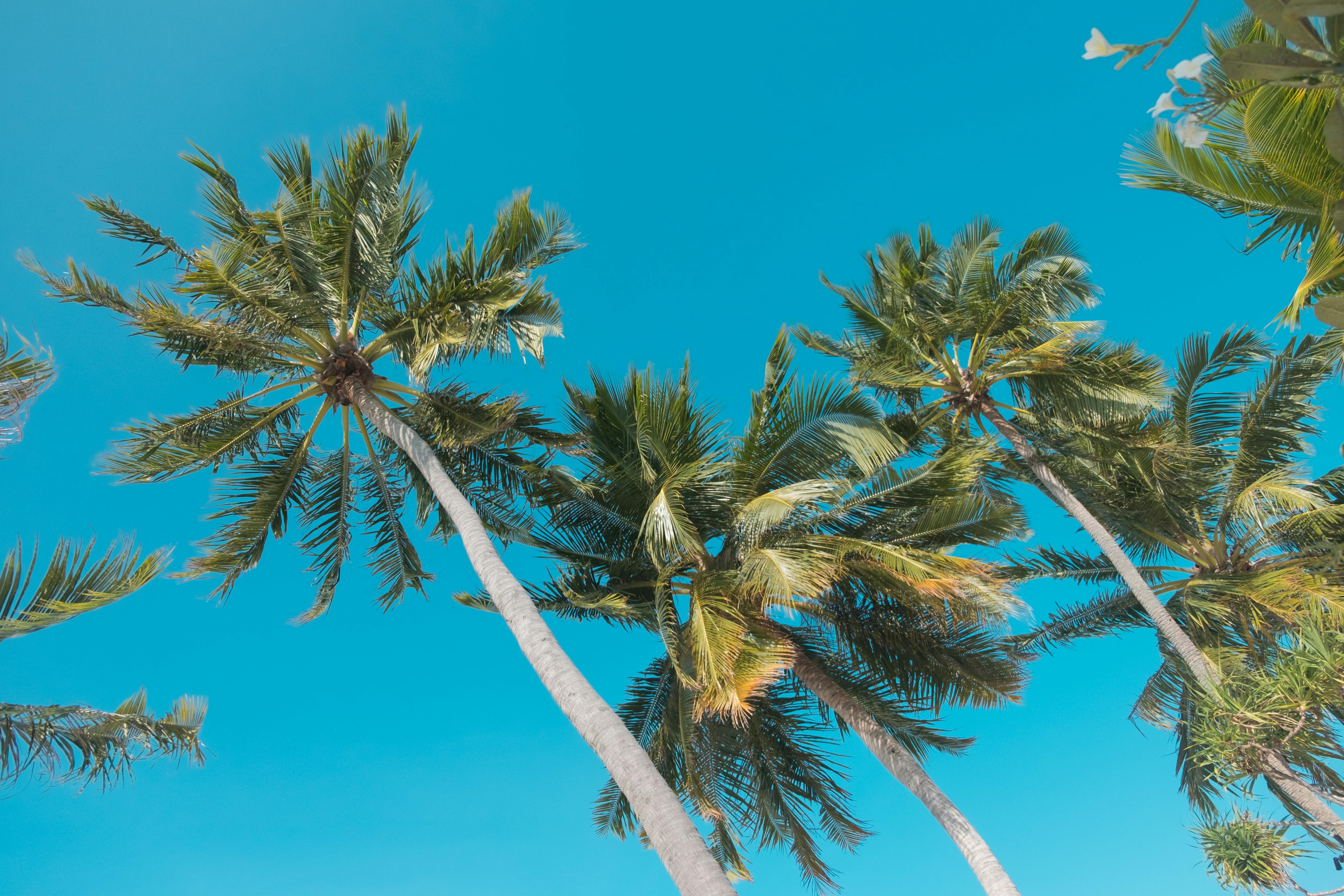 Low Angle Photography of Coconut Tree · Free Stock Photo