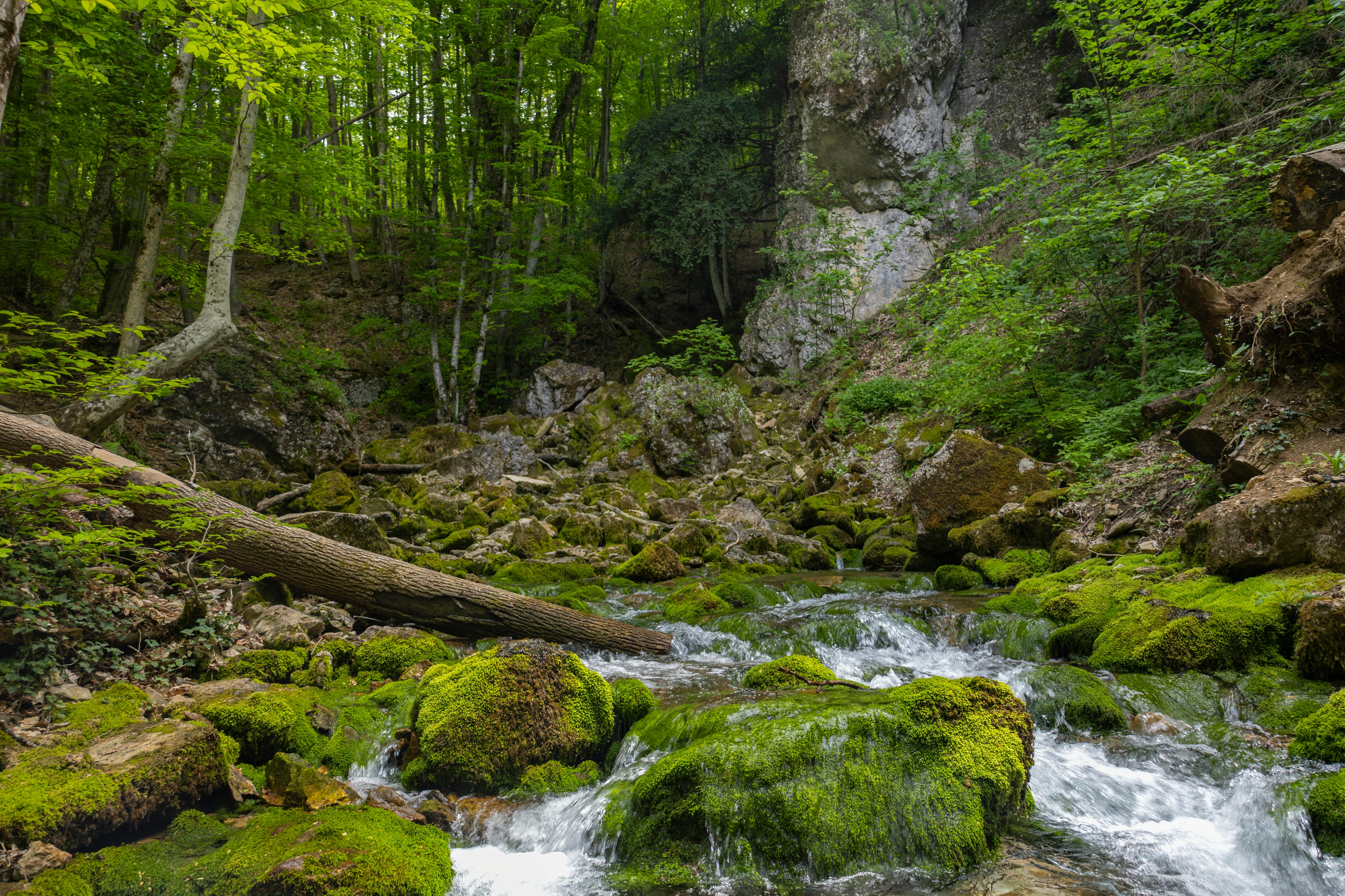 Creek in the Forest · Free Stock Photo