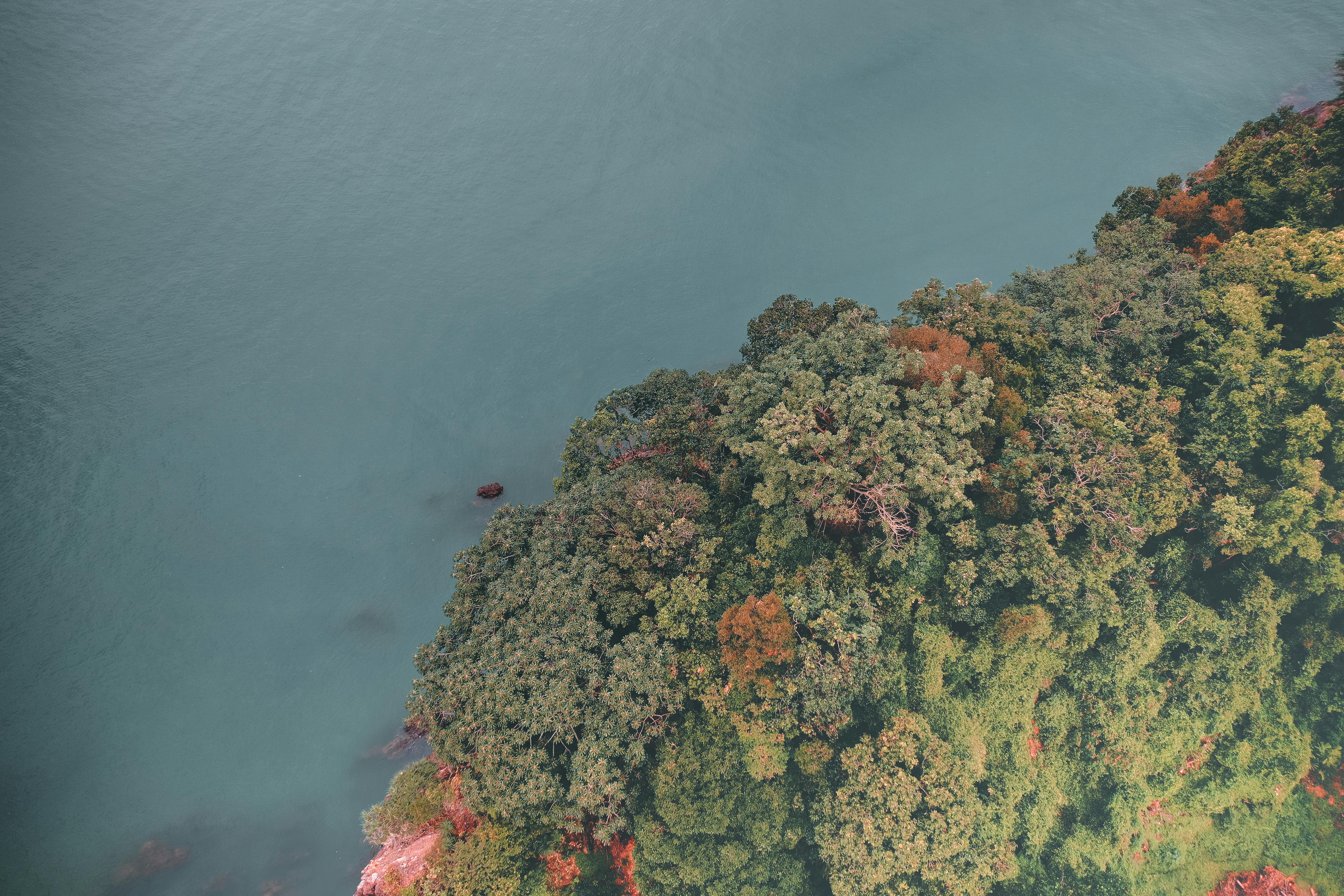 Aerial Photography of Trees in the Forest near Ocean · Free Stock Photo