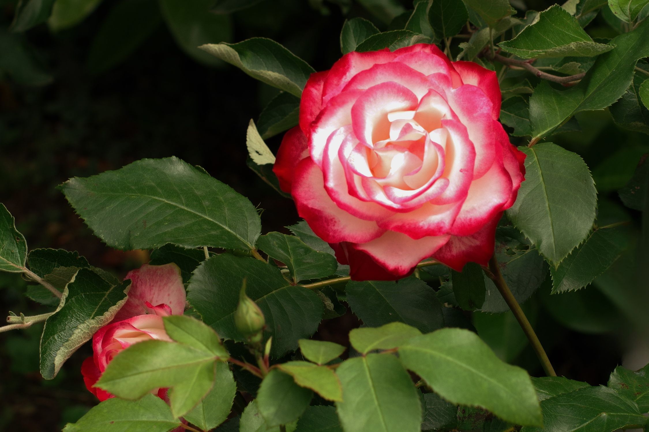 A Hybrid Tea Rose Free Stock Photo a-hybrid-tea-rose-free-stock-photo