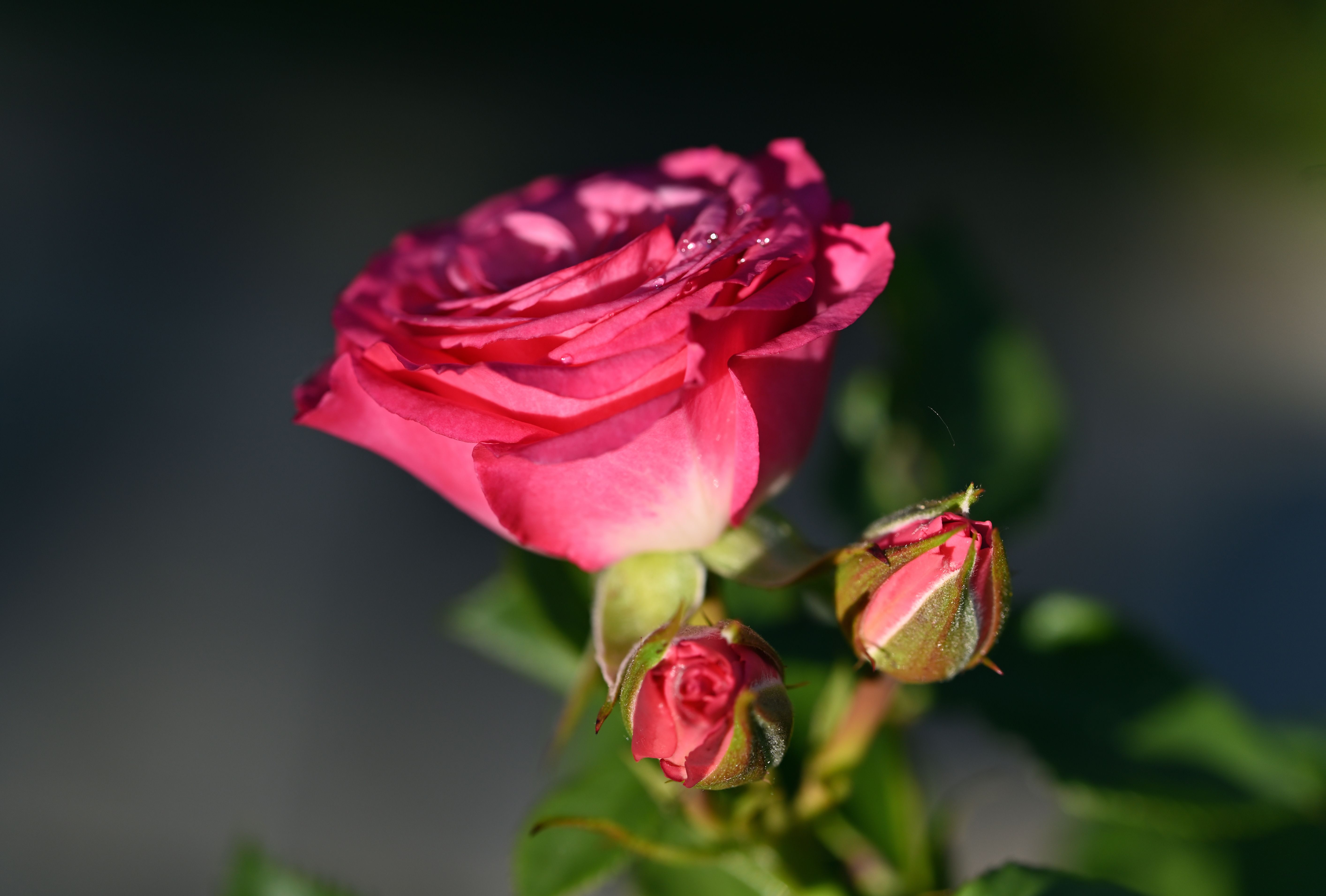 Close-Up Shot of Blue Rose · Free Stock Photo