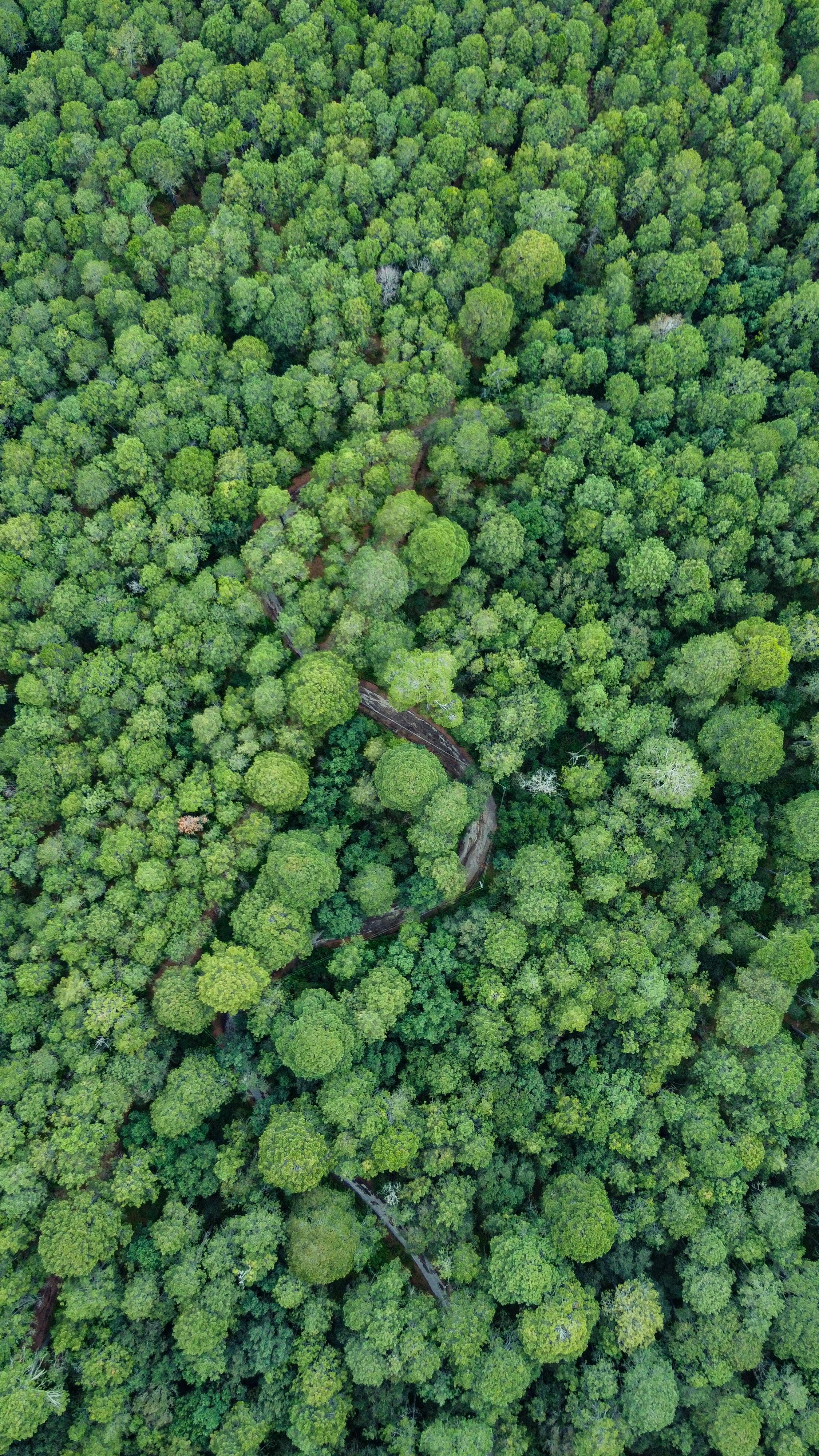 Aerial View of Trees · Free Stock Photo
