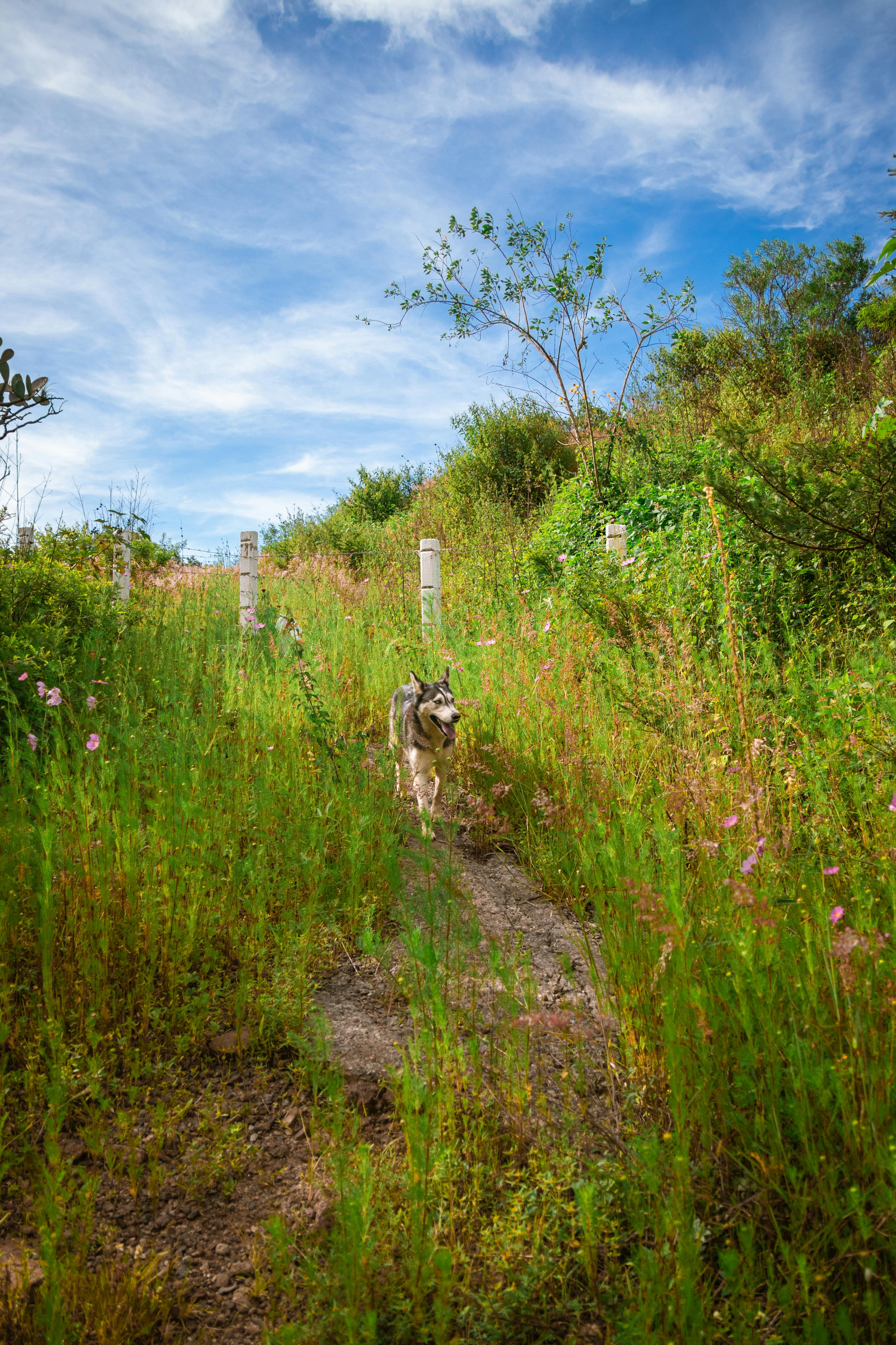 Husky Dog walking on a Pathway between Grass · Free Stock Photo