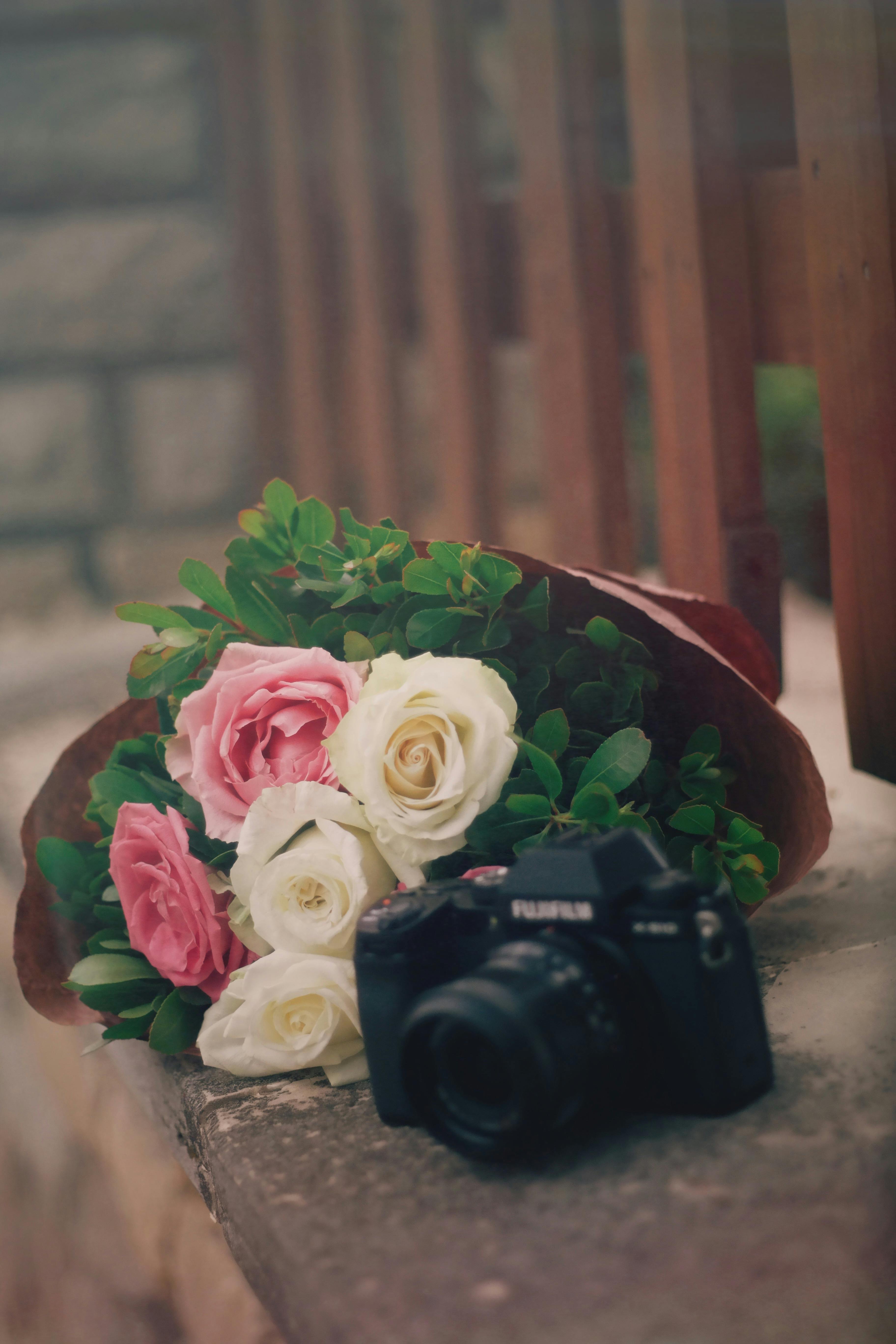 Rope Roses Photos, Download Free Rope Roses Stock Photos & HD Images