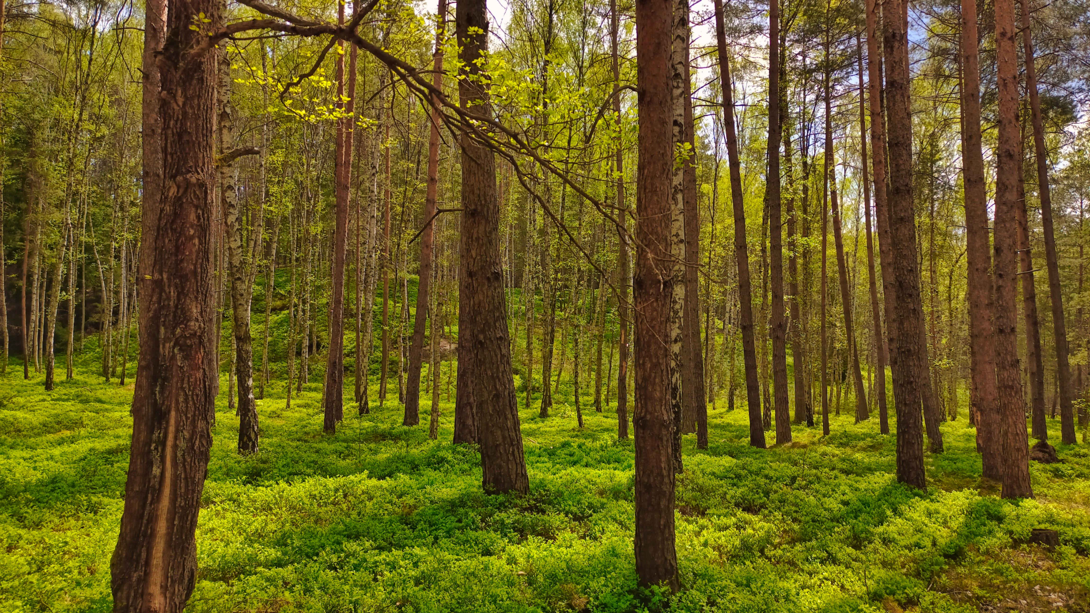 Brown Tree Trunks on the Field · Free Stock Photo