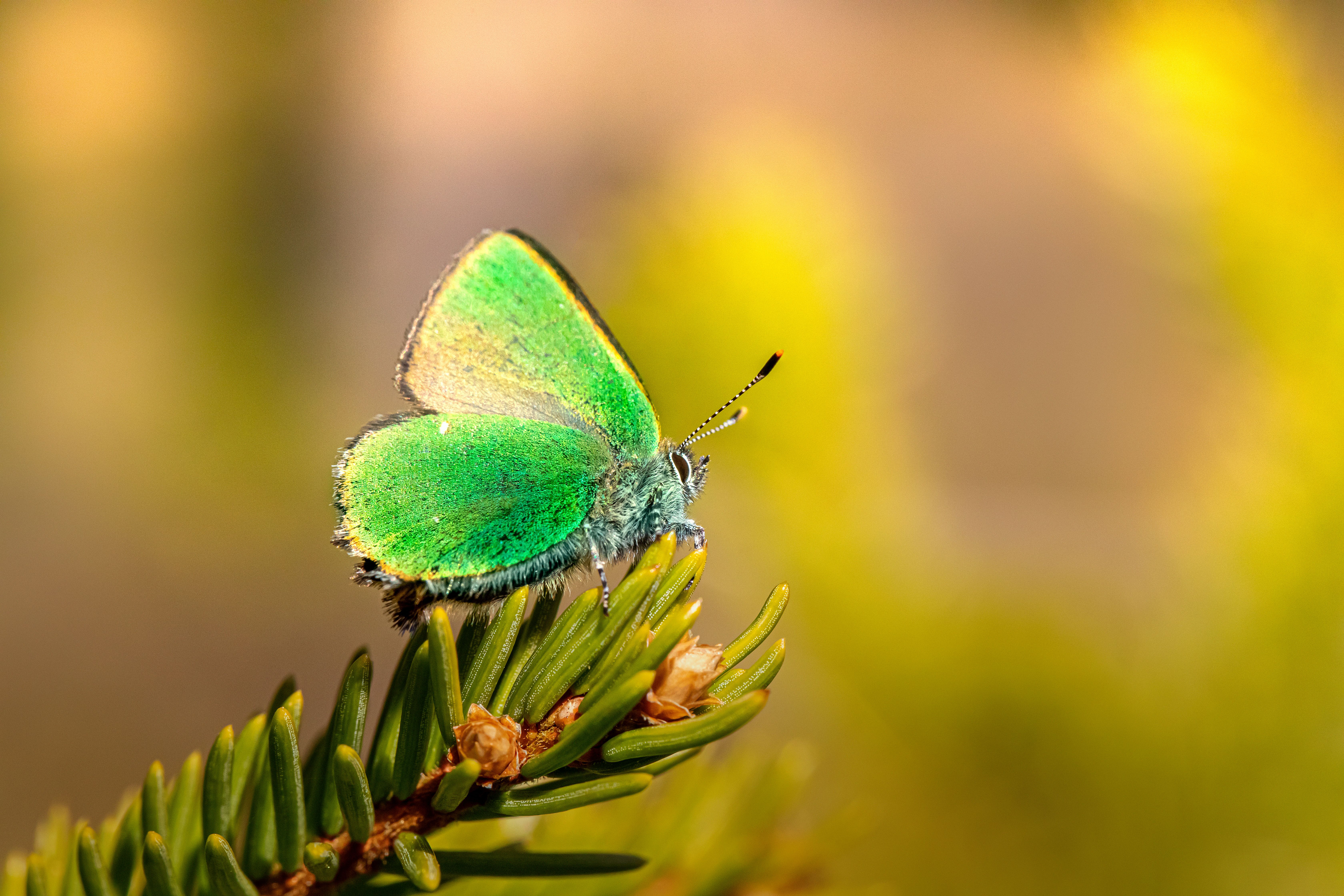 Green Butterfly in Close Up Shot · Free Stock Photo