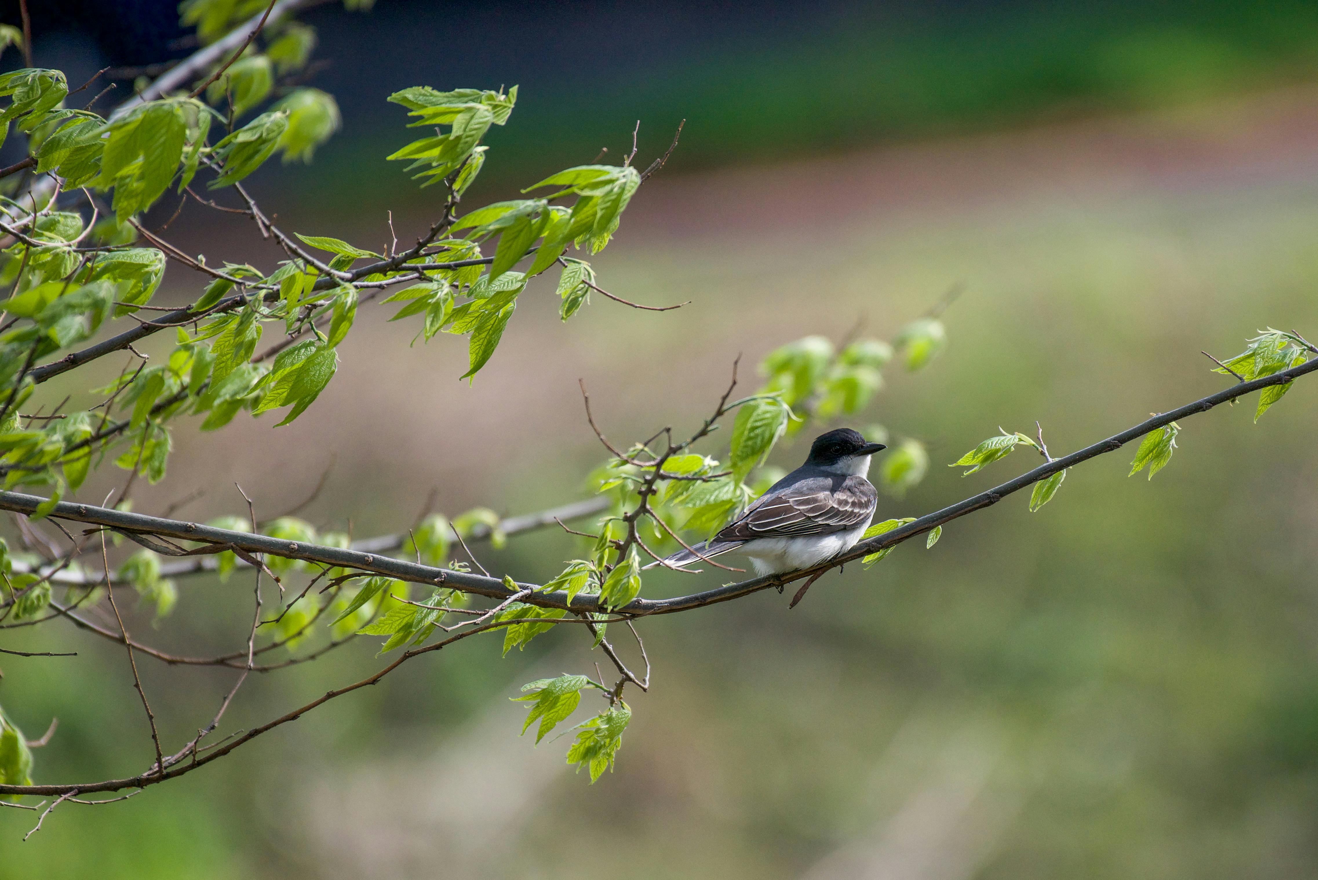 Brown Bird Perched on a Tree Branch · Free Stock Photo