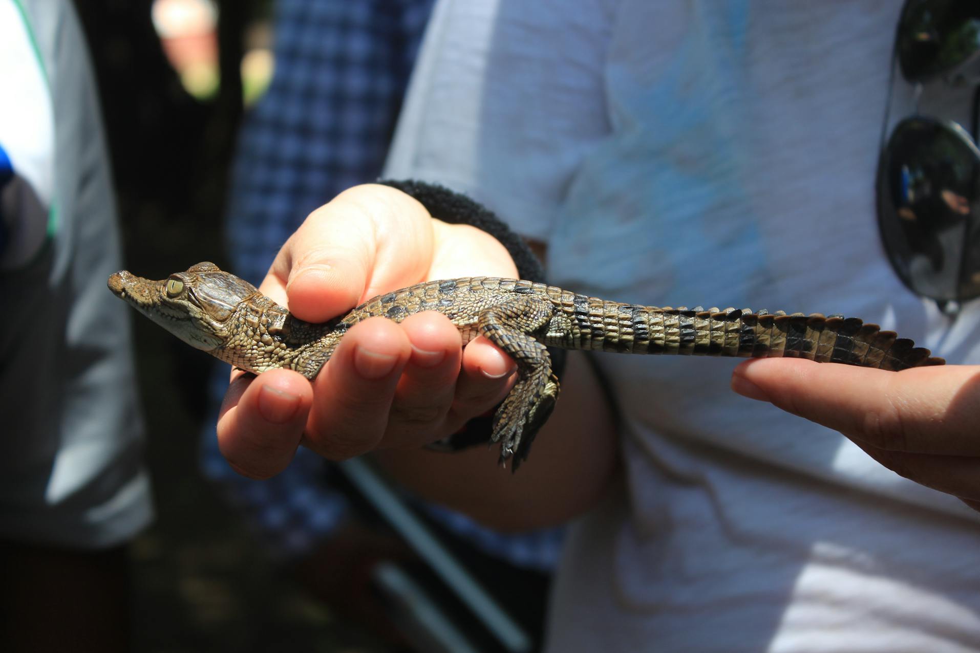 Slender Snouted Crocodiles: Nature's Unique Survivors