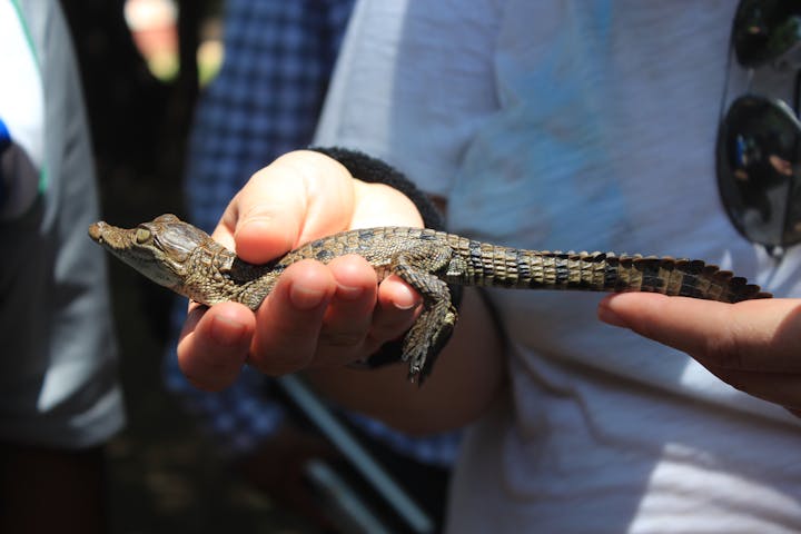 Largest Salt Water Crocodile: Record-Breaking Size Revealed
