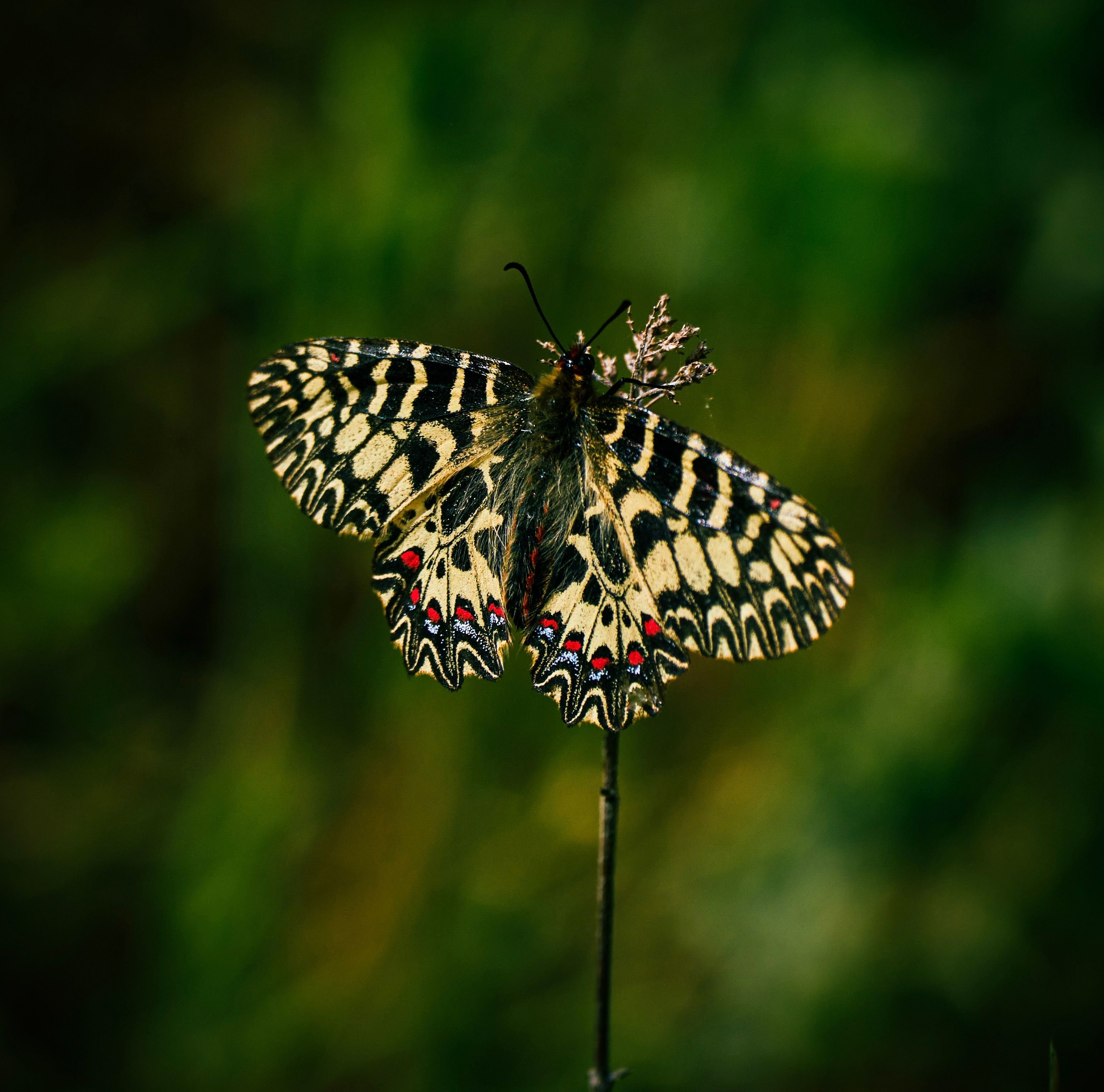 Photographie En Gros Plan D'un Papillon · Photo gratuite