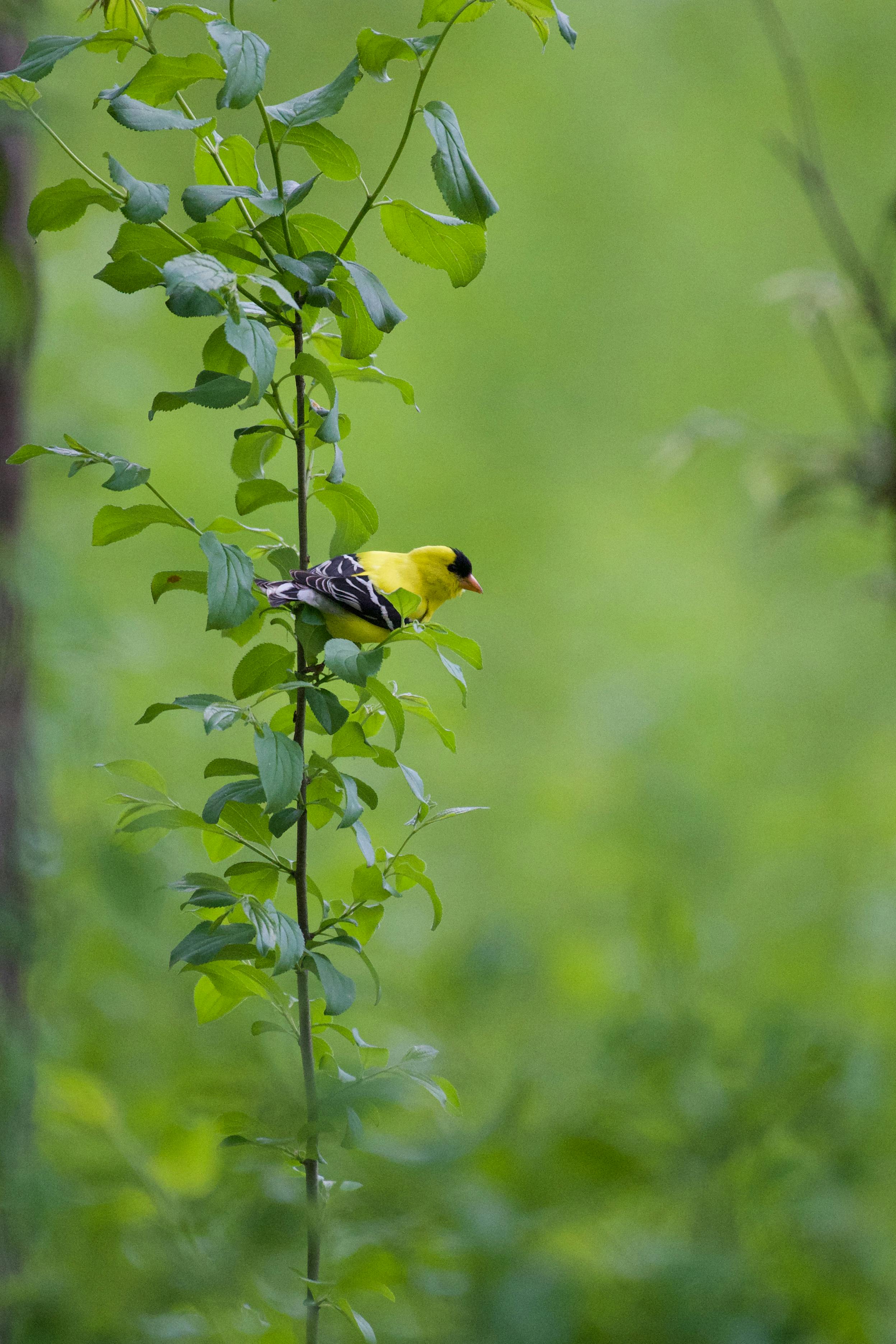 American Goldfinch Photos, Download The BEST Free American Goldfinch ...