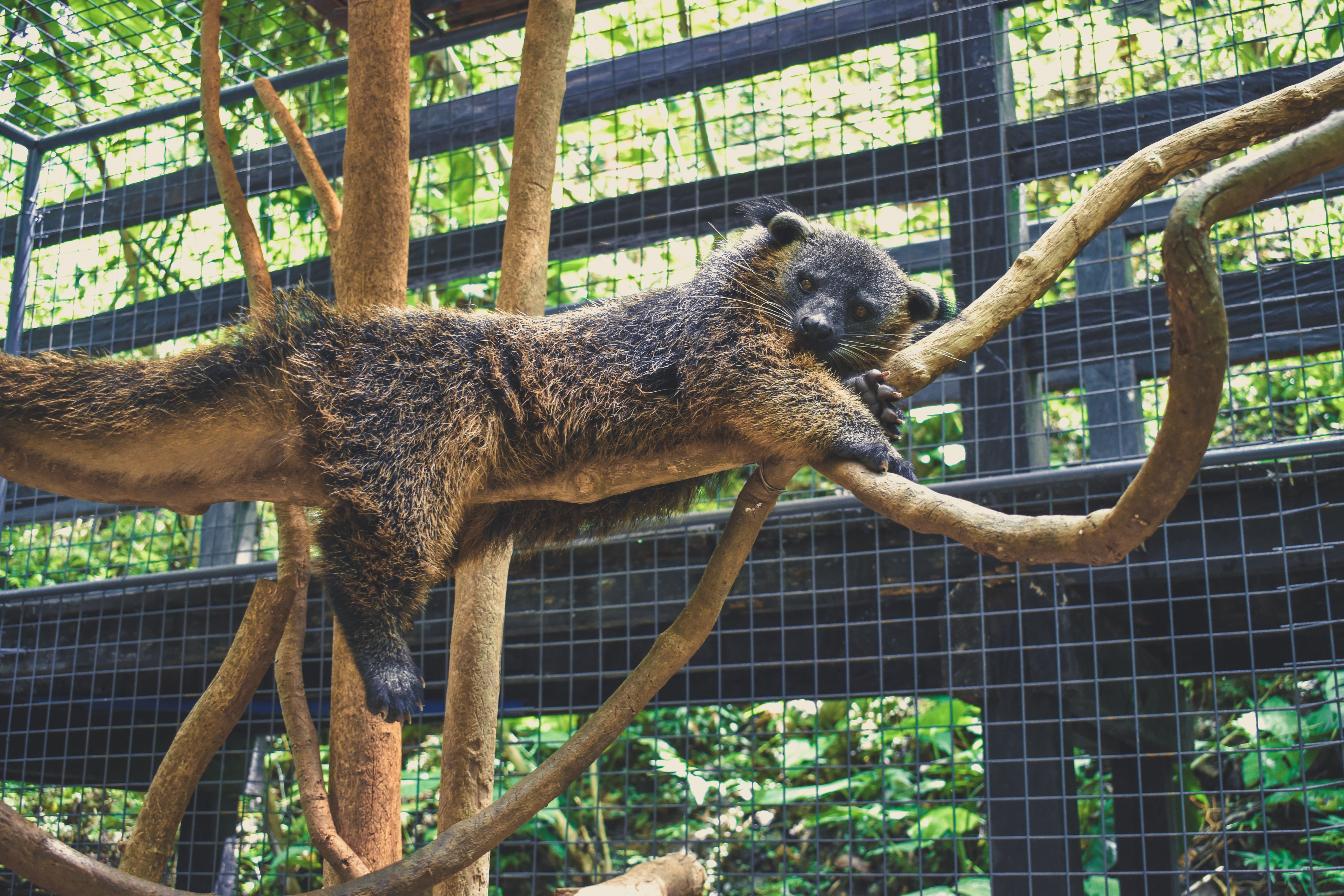 Animal on Tree Brunch · Free Stock Photo